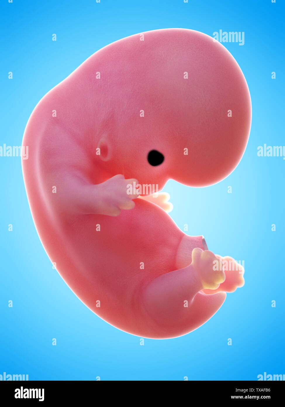 3d rendered medically accurate illustration of a human fetus week 8 ...