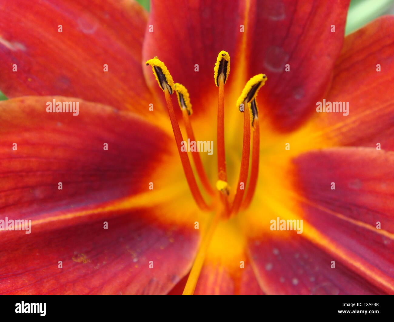 Red lily flowers background, soft selective focus. Full blooming of ...