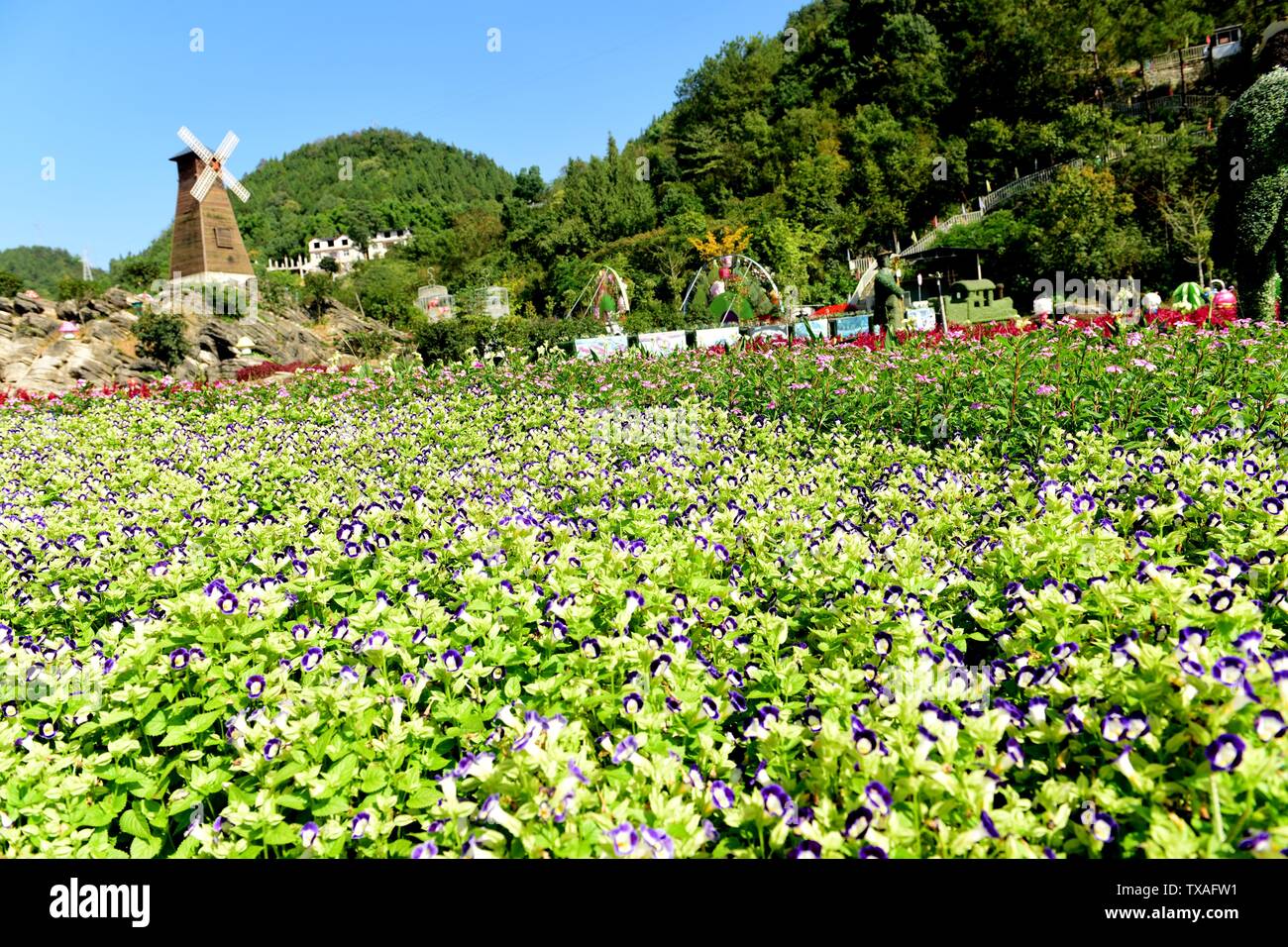 Blue pig's ear floral Stock Photo - Alamy