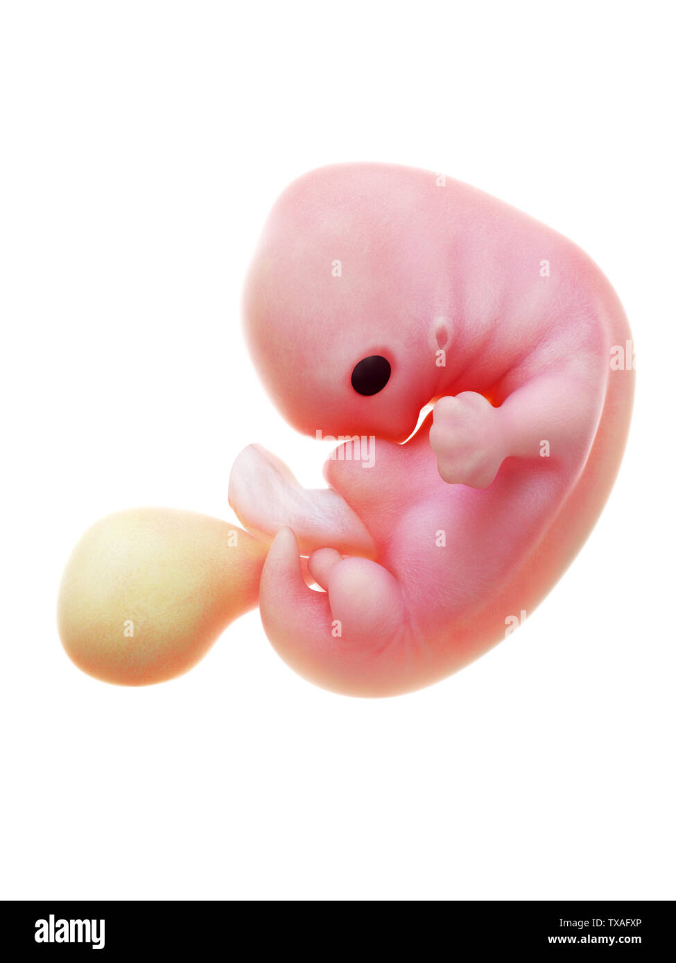 3d rendered medically accurate illustration of a human fetus, week 7 ...