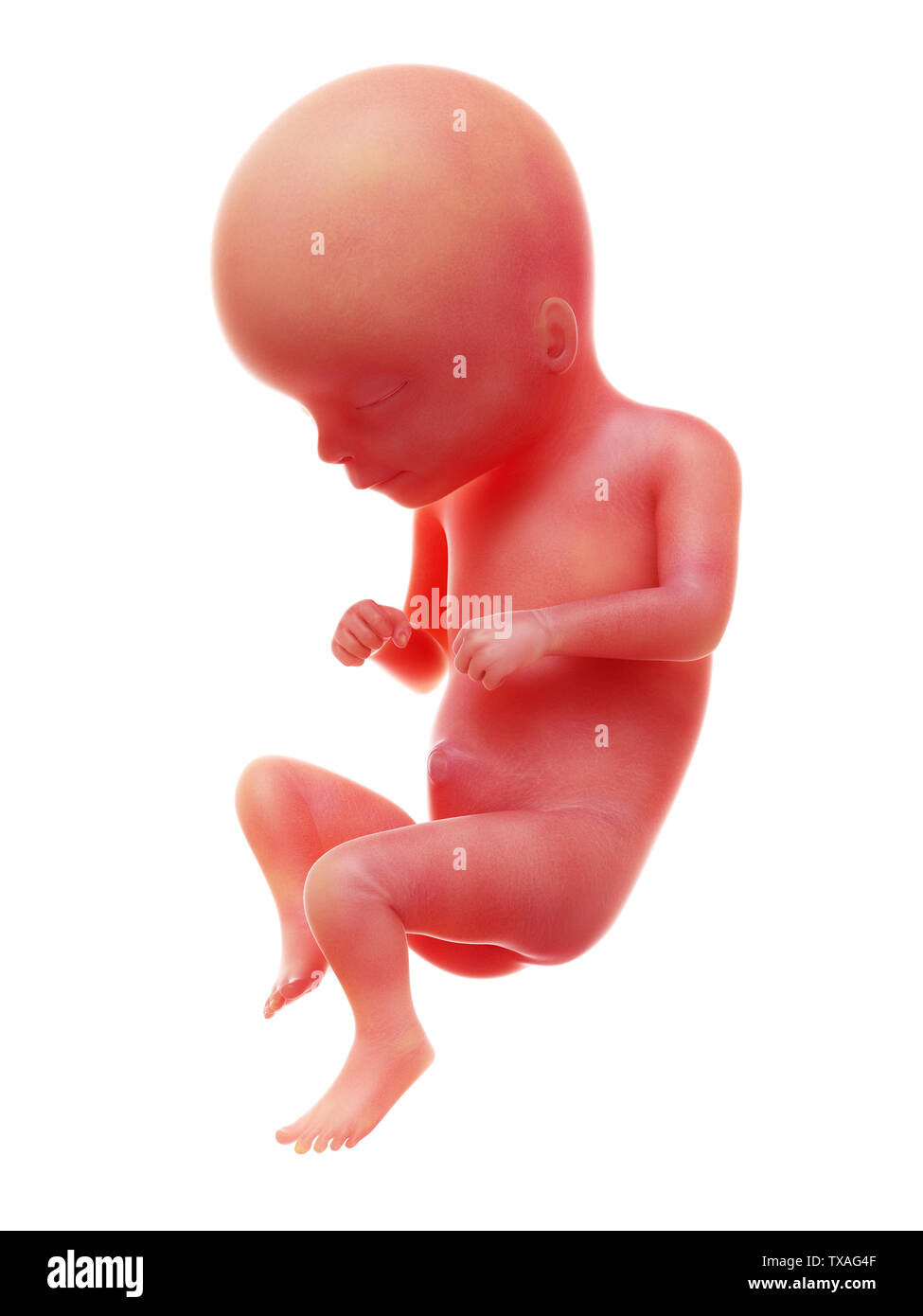 Fetus utero placenta Cut Out Stock Images & Pictures - Alamy