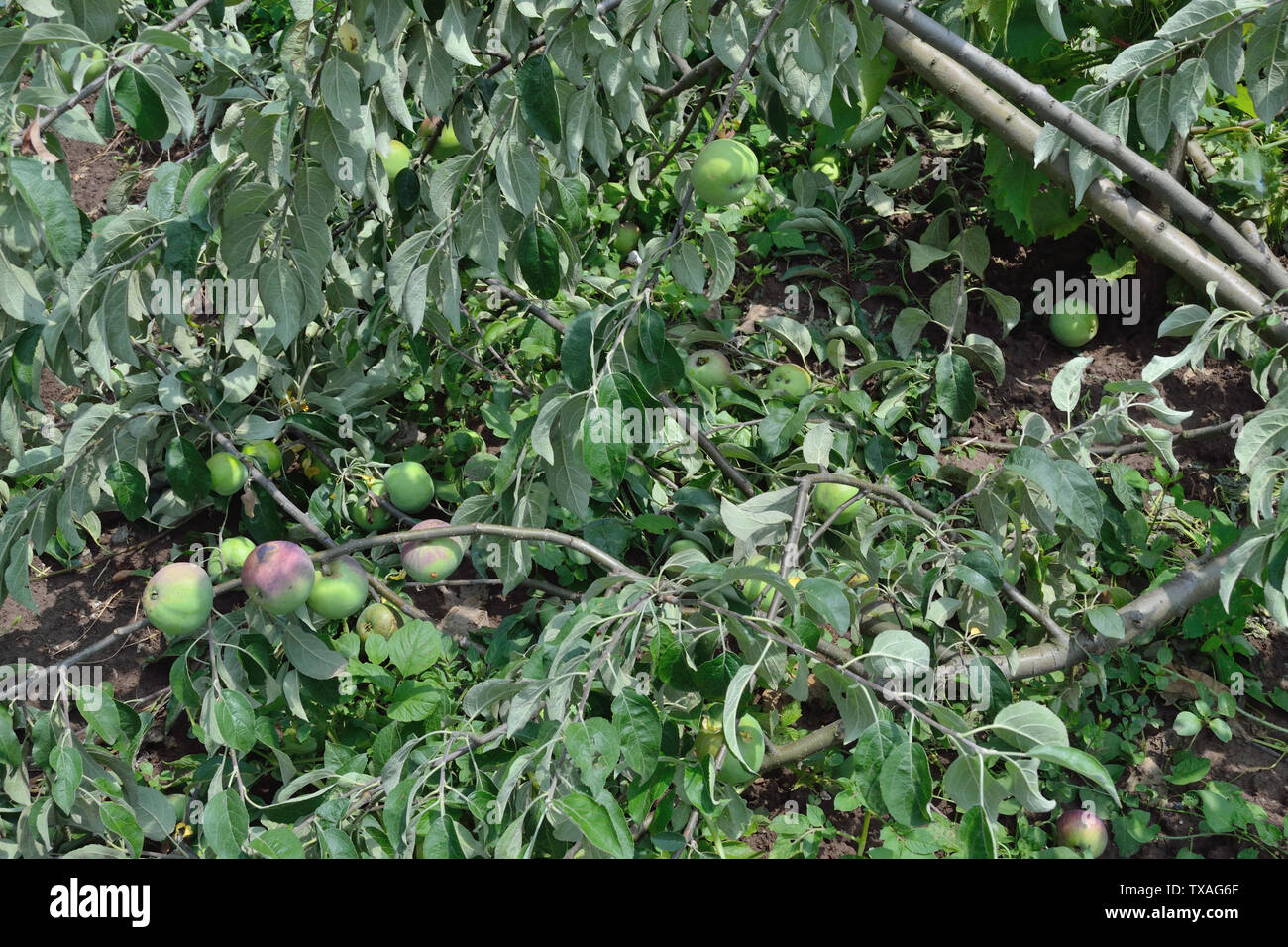A broken apple tree by a wind. Storm damage Stock Photo - Alamy