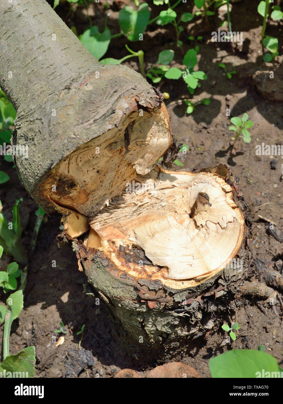 Apple Tree Damage High Resolution Stock Photography and Images - Alamy
