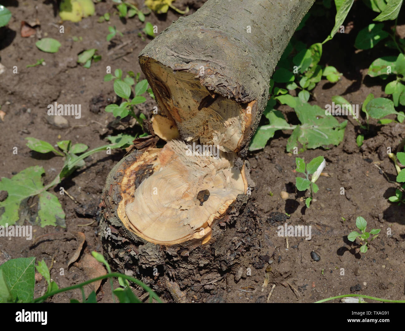 A broken apple tree by a wind. Storm damage Stock Photo - Alamy