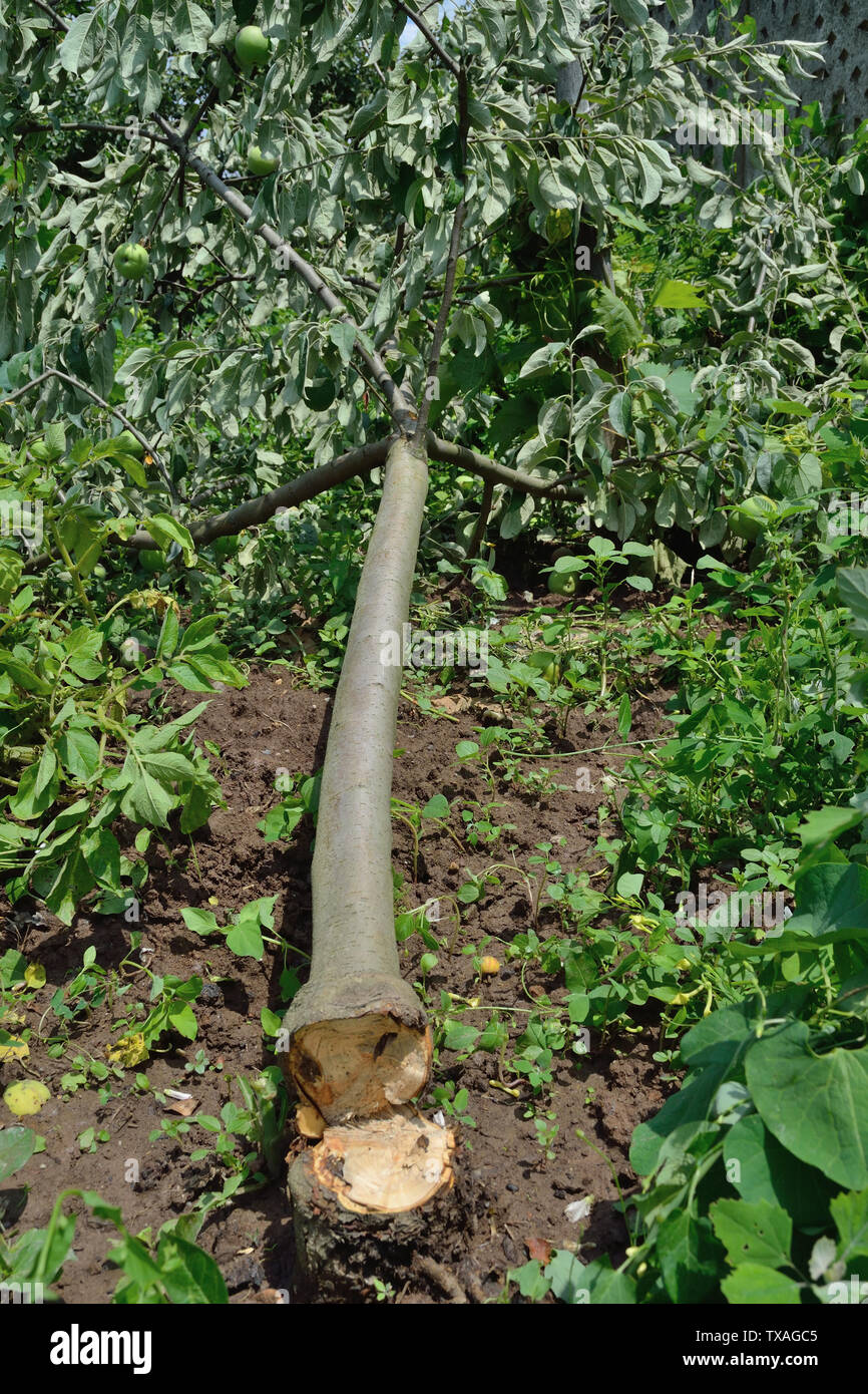 A broken apple tree by a wind. Storm damage Stock Photo - Alamy