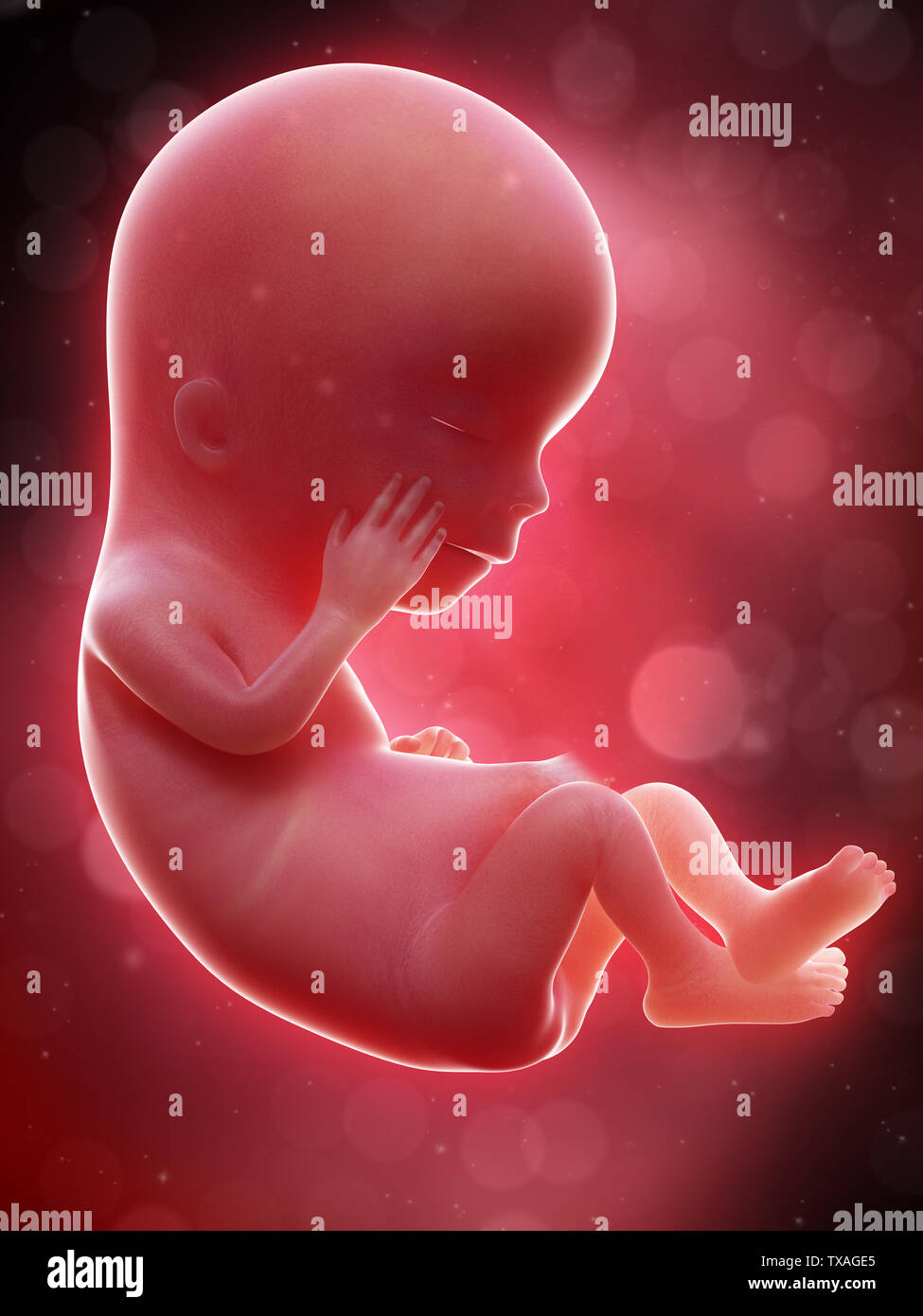 3d rendered medically accurate illustration of a human fetus - week 12 ...