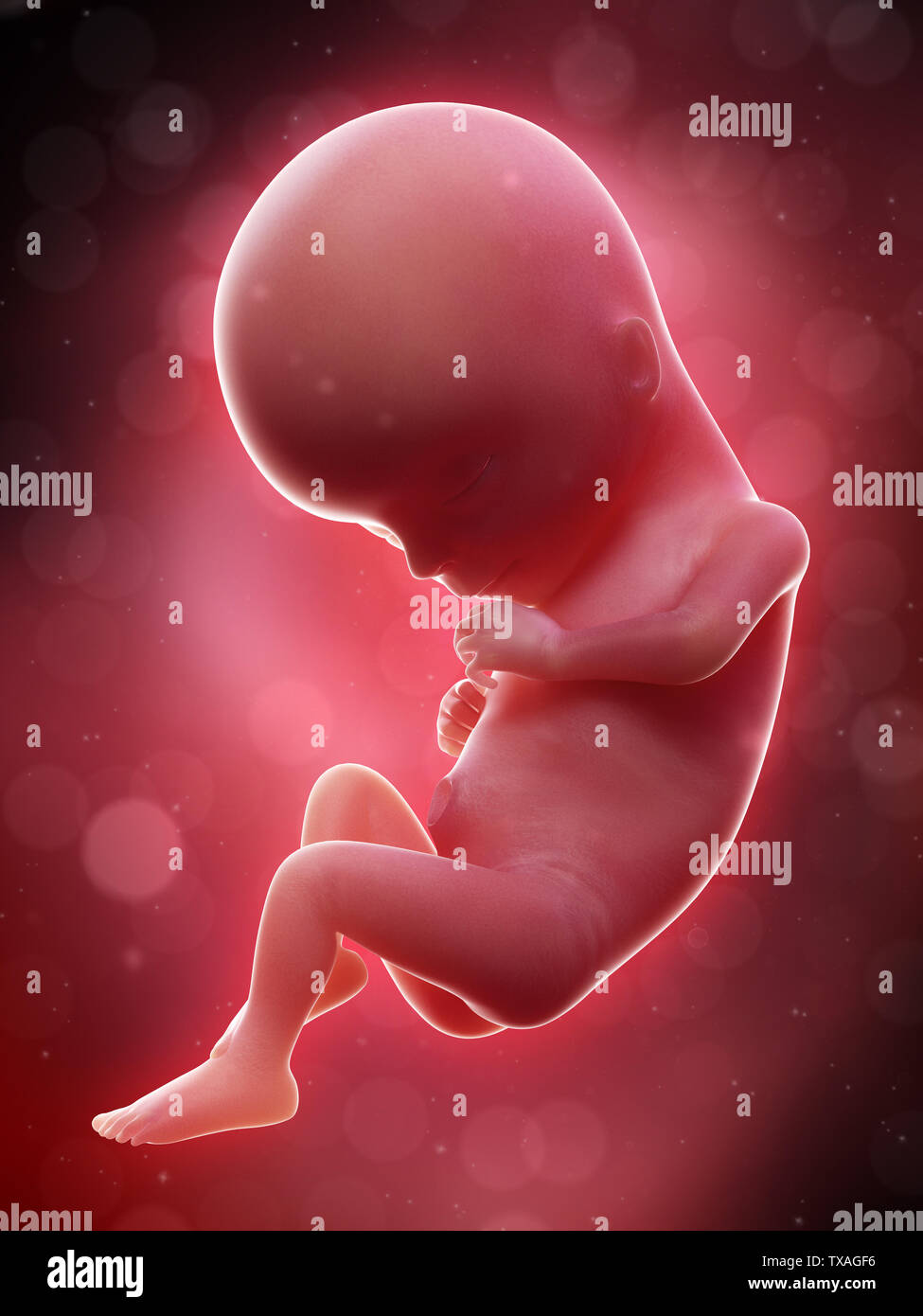 15 week human fetus hi-res stock photography and images - Alamy