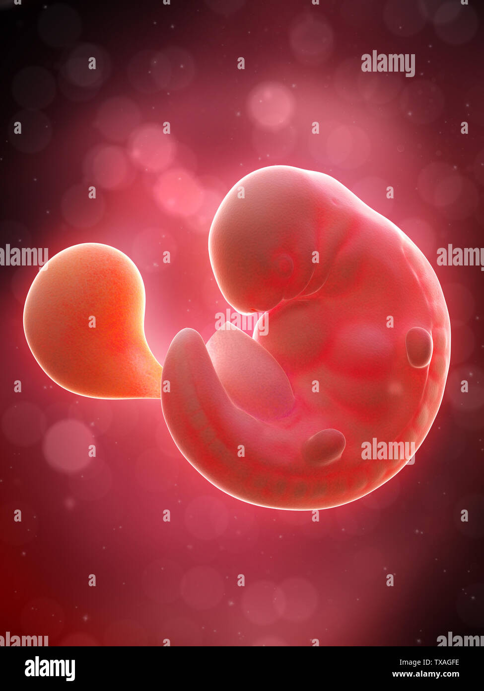 Human placenta artwork hi-res stock photography and images - Alamy