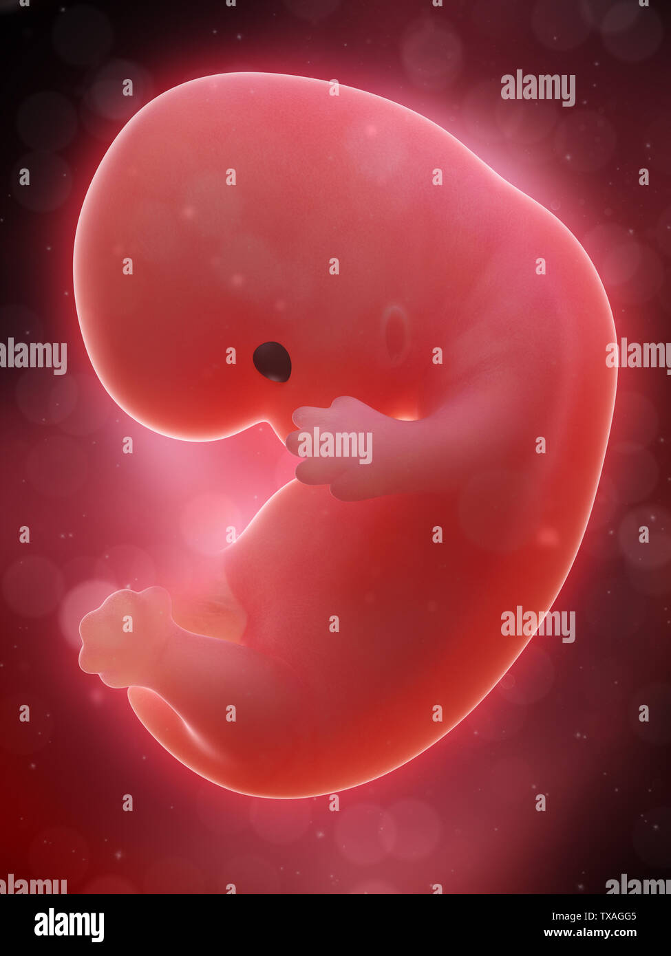 8 week human fetus hi-res stock photography and images - Alamy