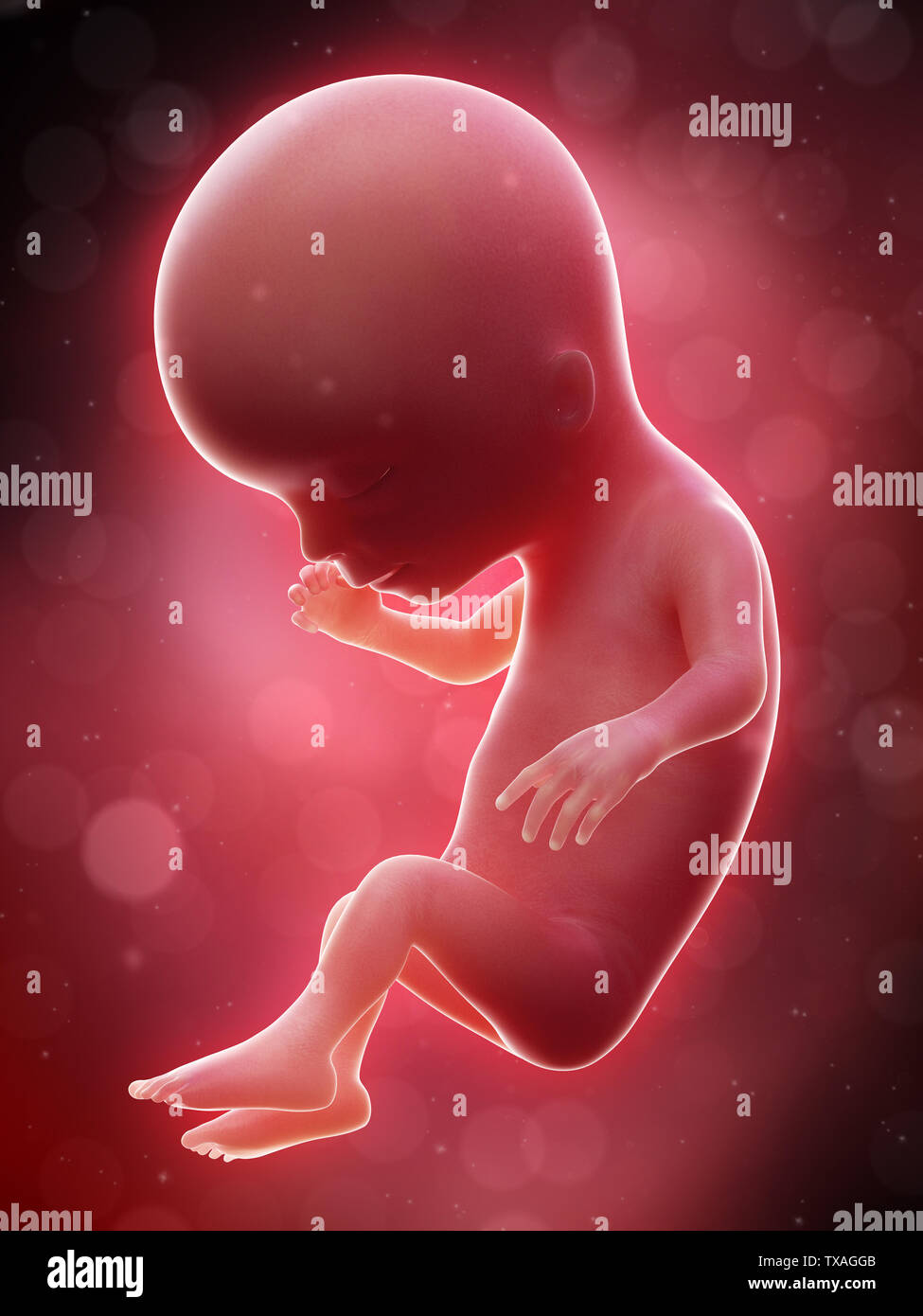 3d rendered medically accurate illustration of a human fetus - week 14 ...