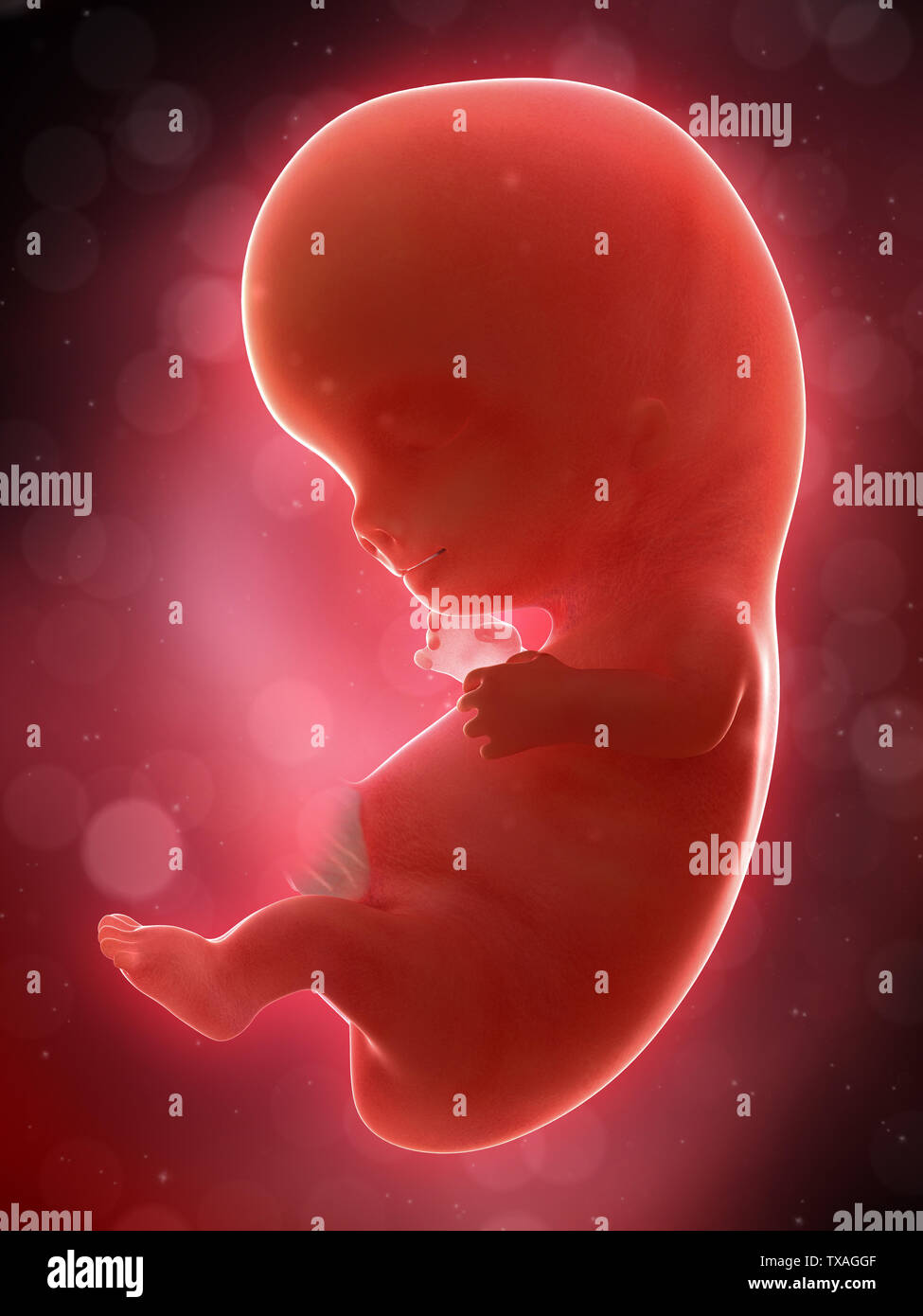 3d rendered medically accurate illustration of a human fetus - week 9 ...