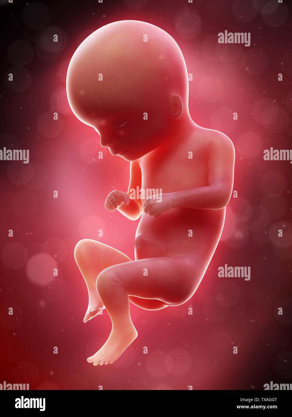 3d rendered medically accurate illustration of a human fetus - week 16 ...