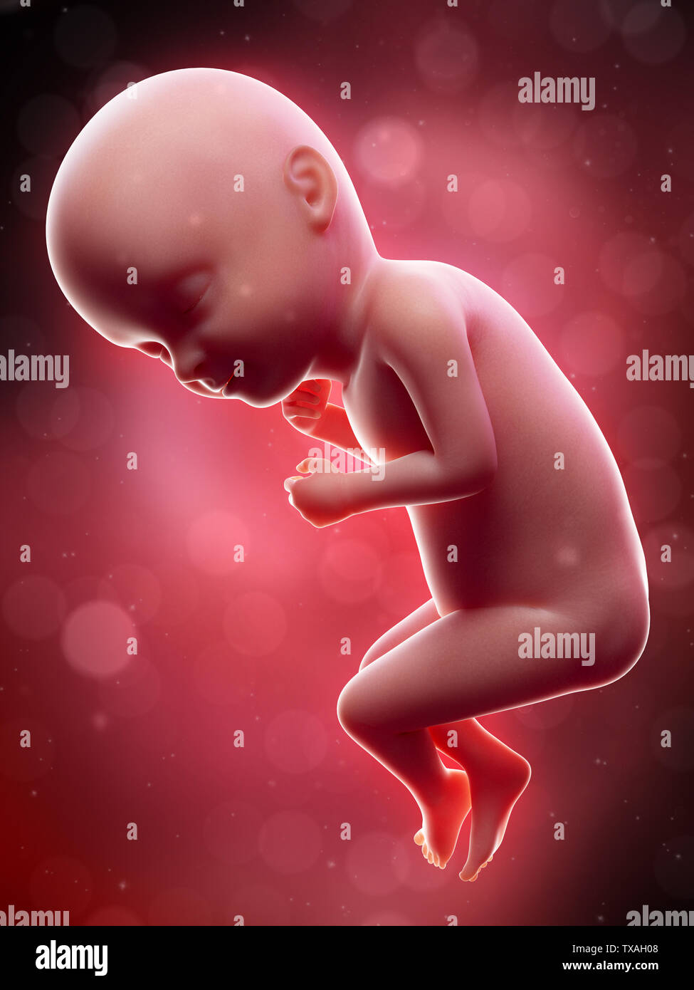 Pregnant illustration week 33 hi-res stock photography and images - Alamy