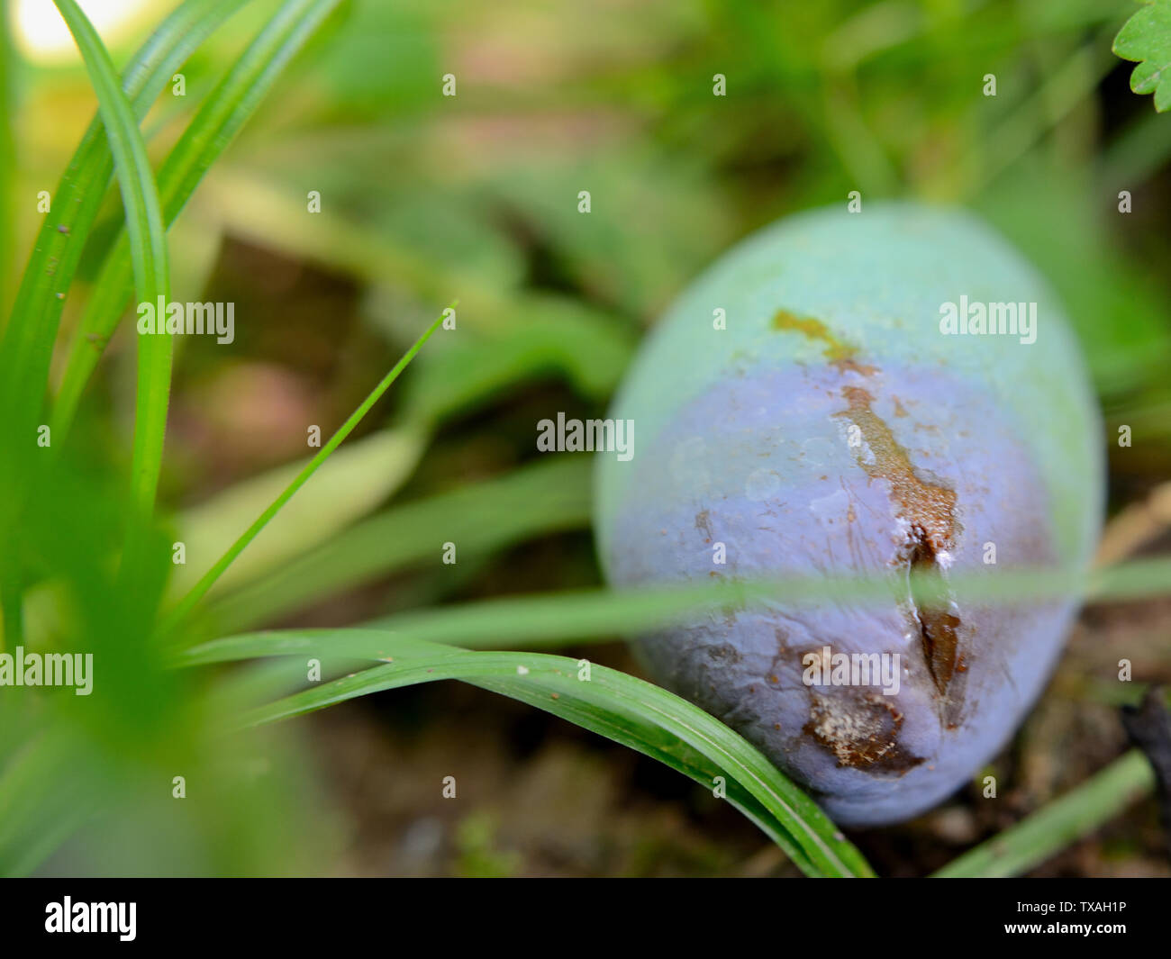 Splitting plum hi-res stock photography and images - Alamy
