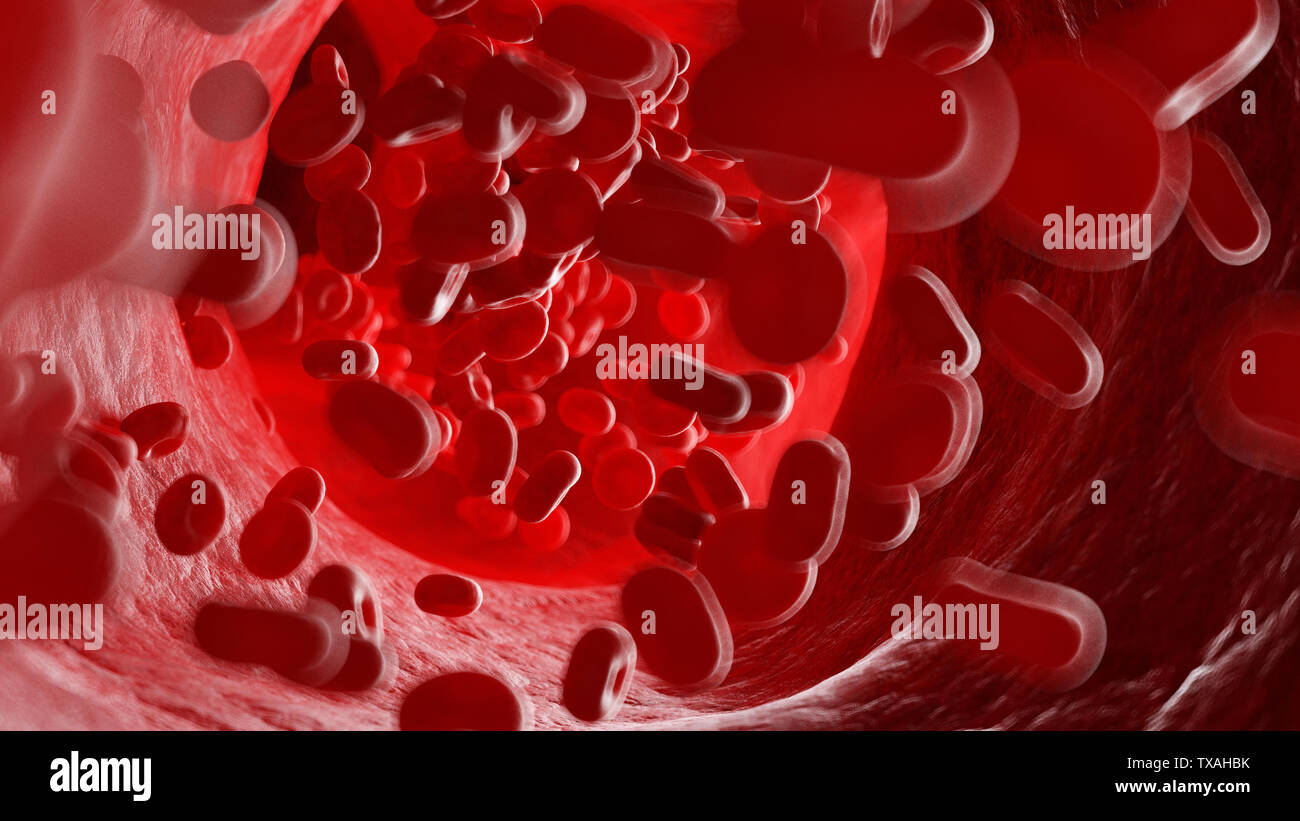 3d rendered medically accurate illustration of human blood cells Stock ...