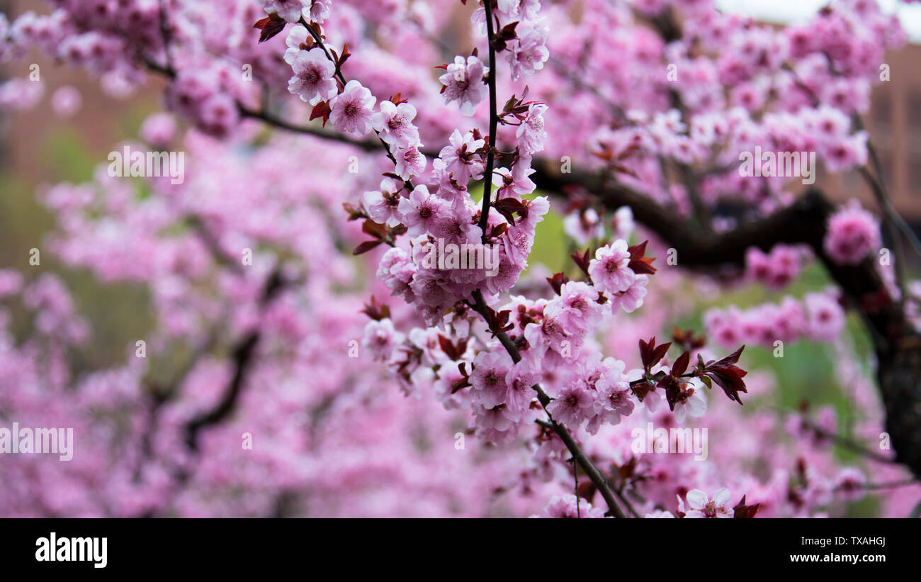 Cold water a bottle of spring several branches, fragrance does not ...