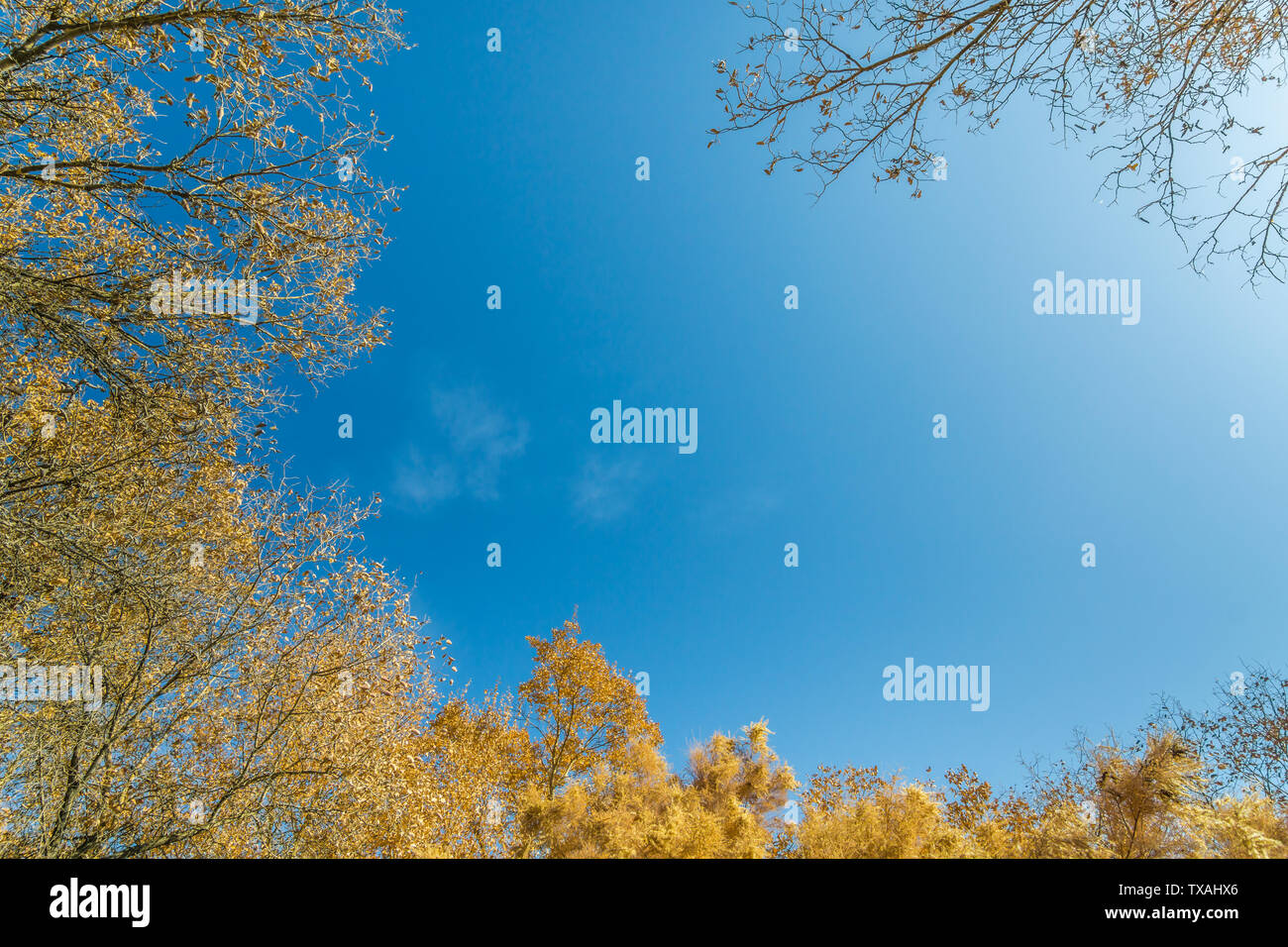 Poplar Lin, lake, reflection, beautiful scenery Stock Photo - Alamy