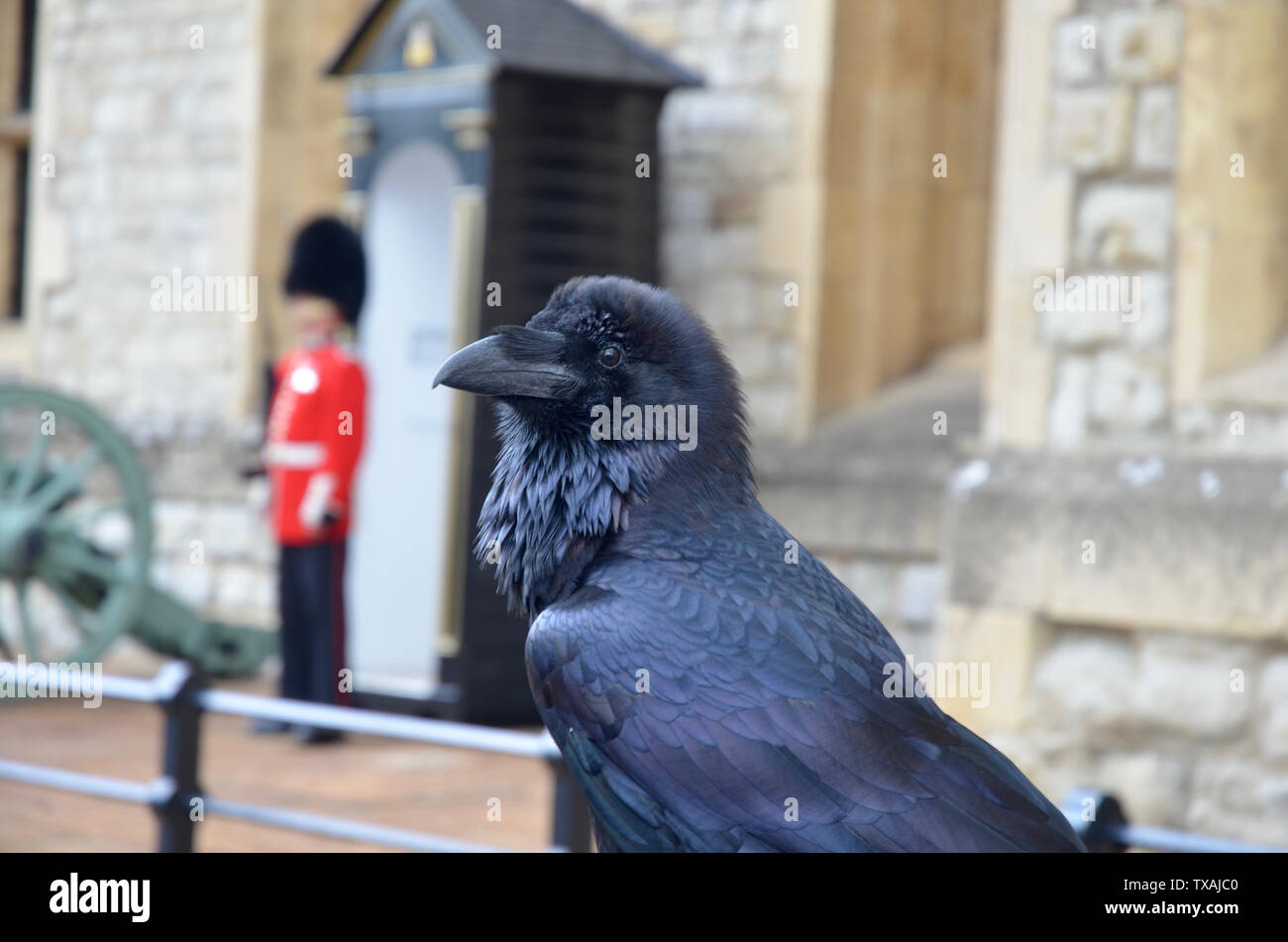 Raven at the Tower of London Stock Photo - Alamy