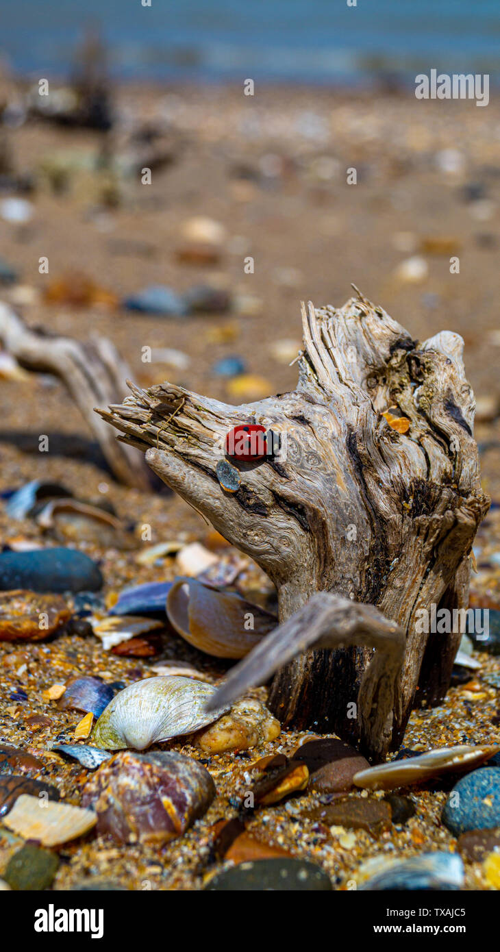 Ladybird on sand hi-res stock photography and images - Alamy