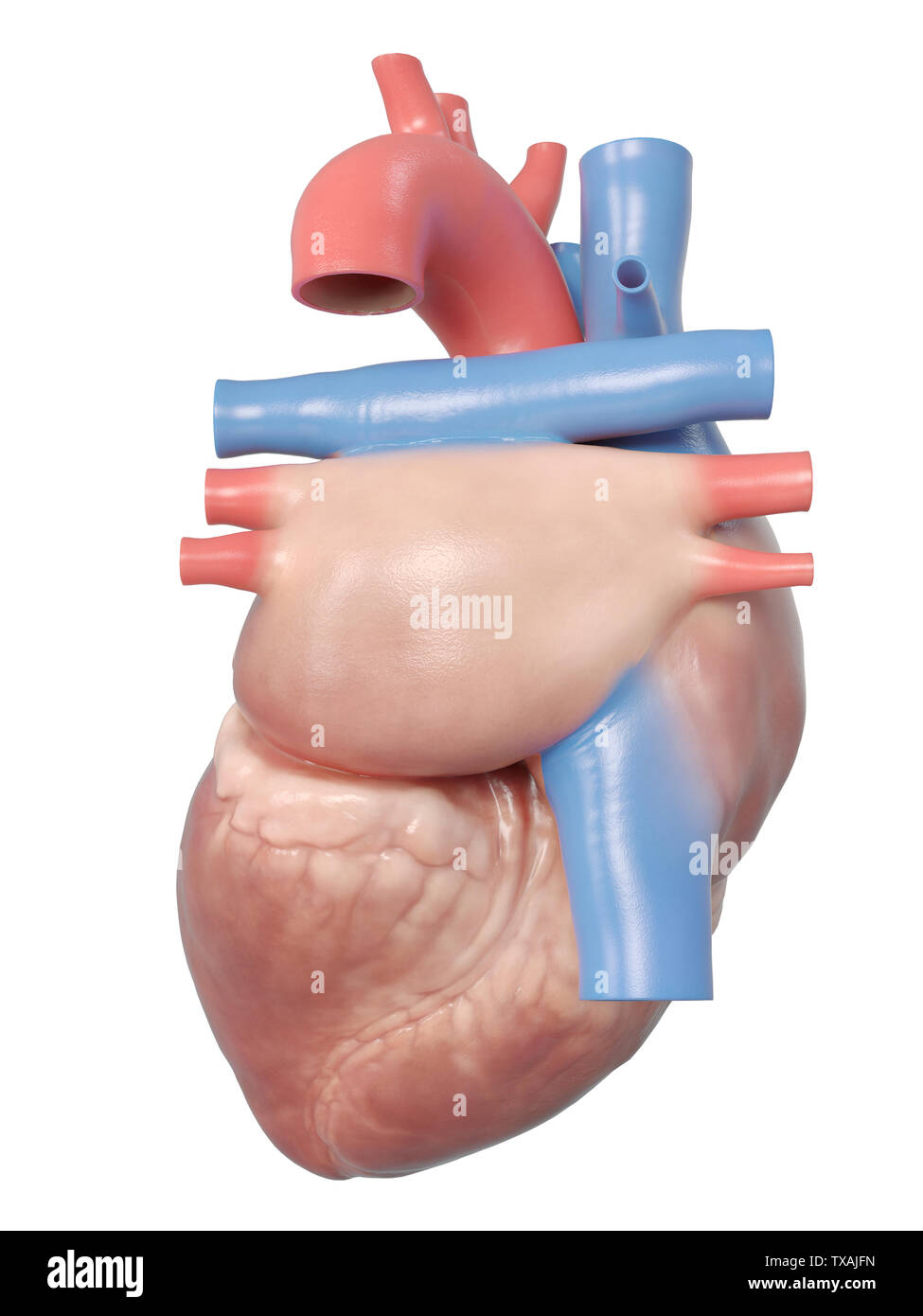 3d rendered medically accurate illustration of the human heart anatomy ...