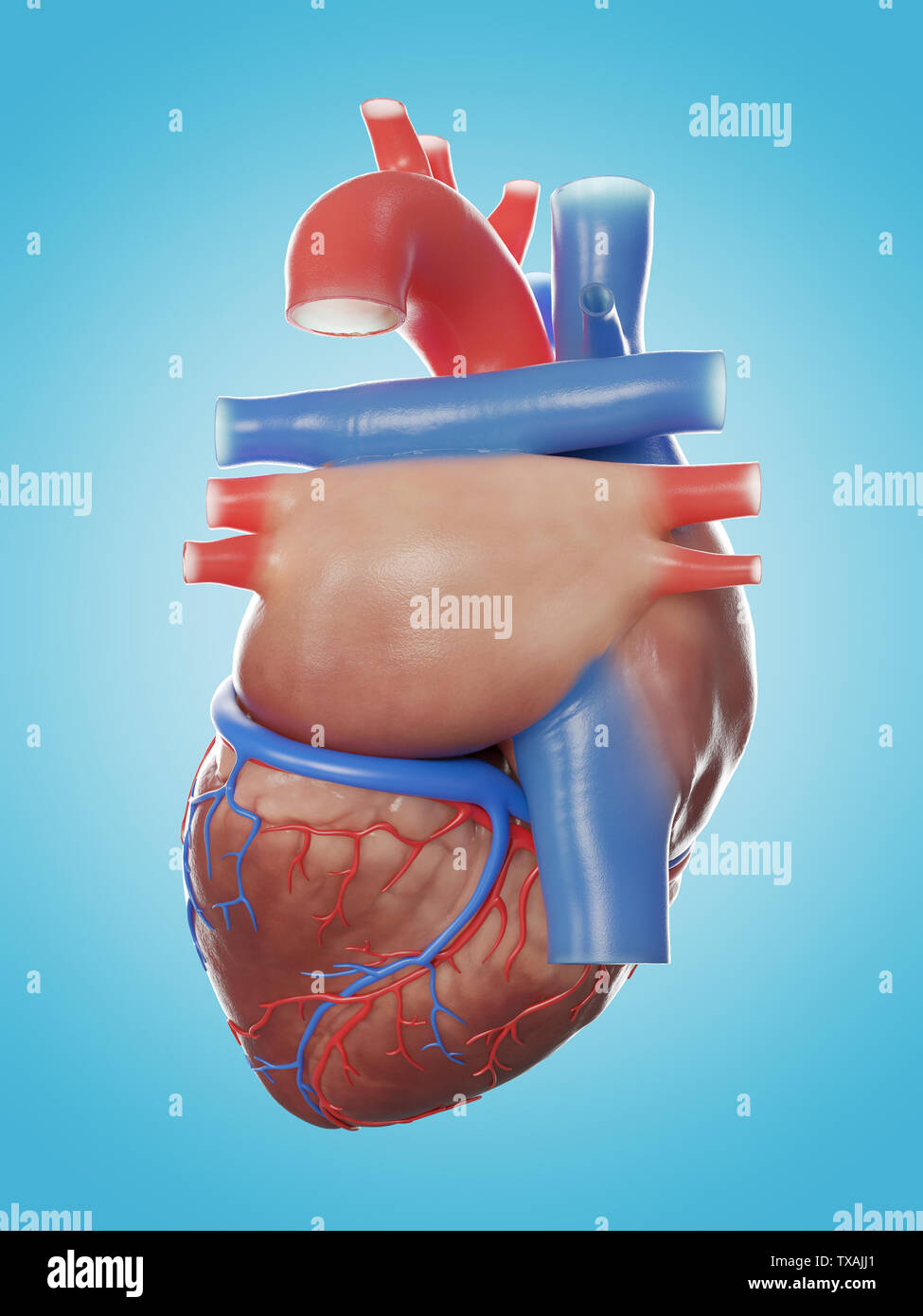 3d rendered medically accurate illustration of the human heart anatomy ...
