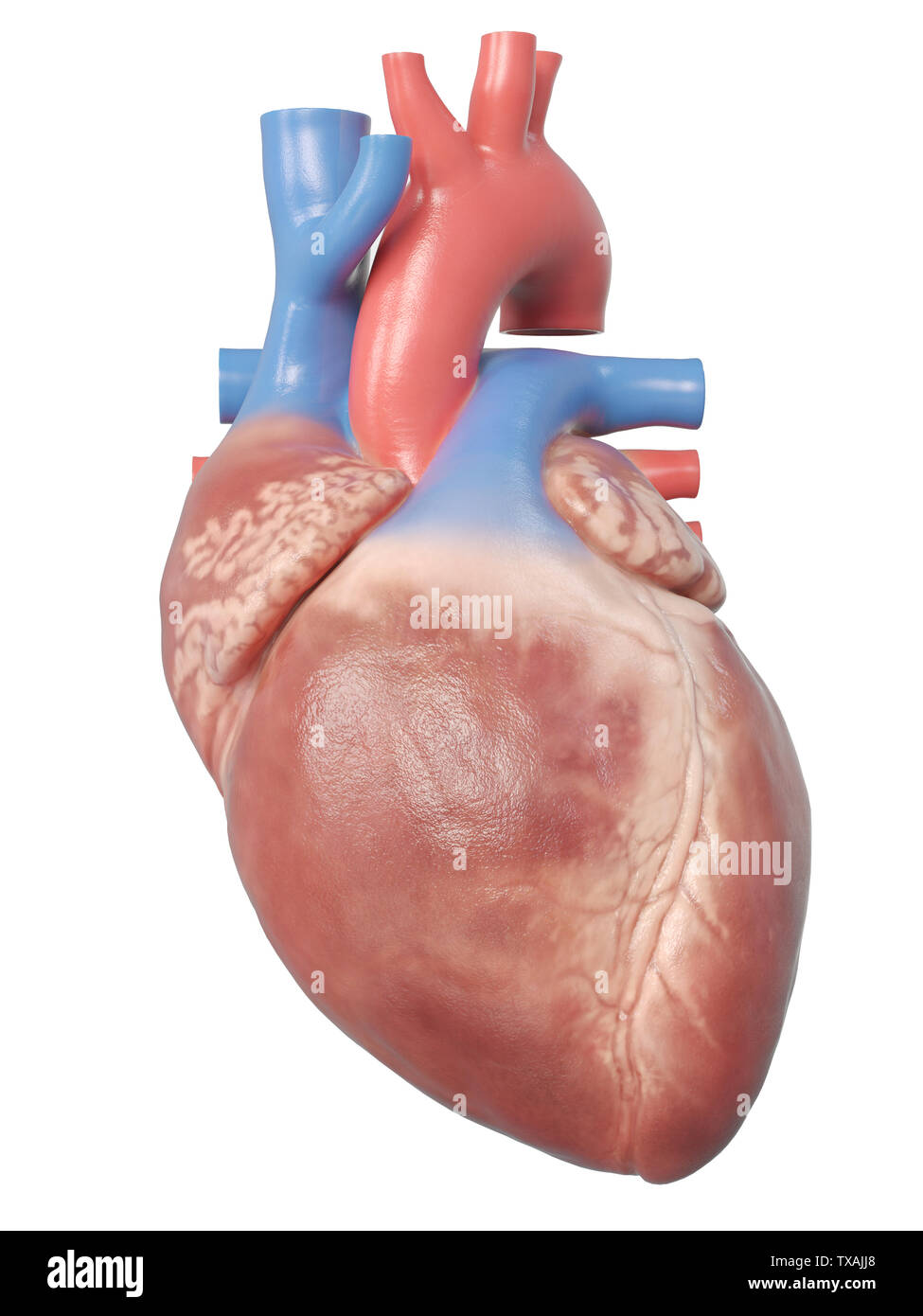 3d rendered medically accurate illustration of the human heart anatomy ...