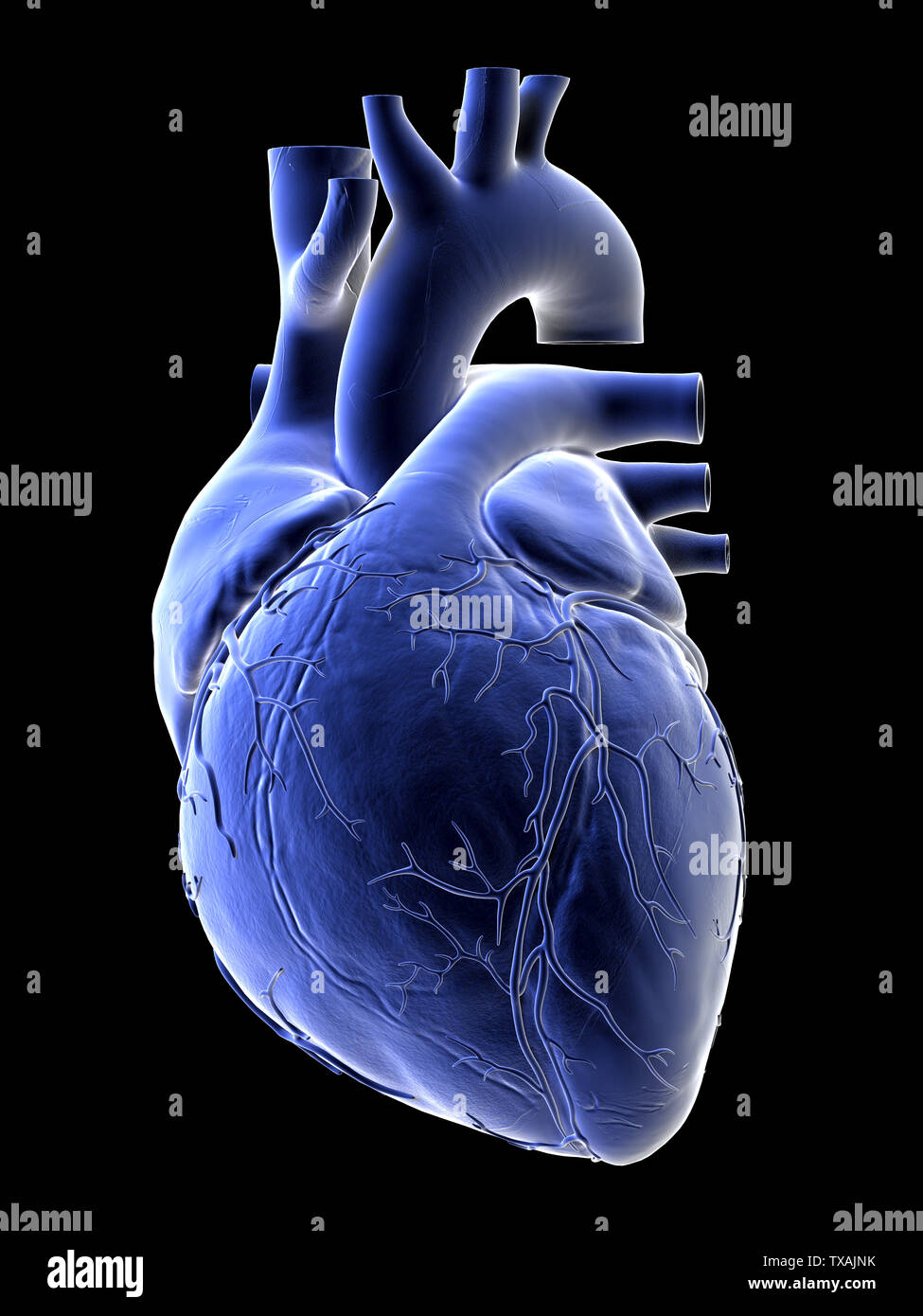 3d rendered, medically accurate illustration of a human heart Stock ...