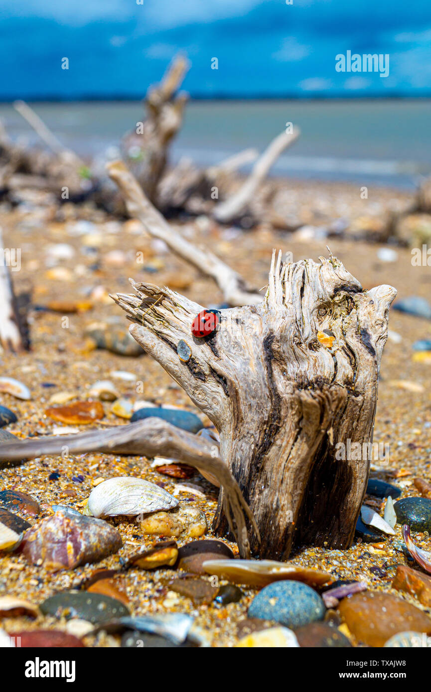 Ladybird on sand hi-res stock photography and images - Alamy
