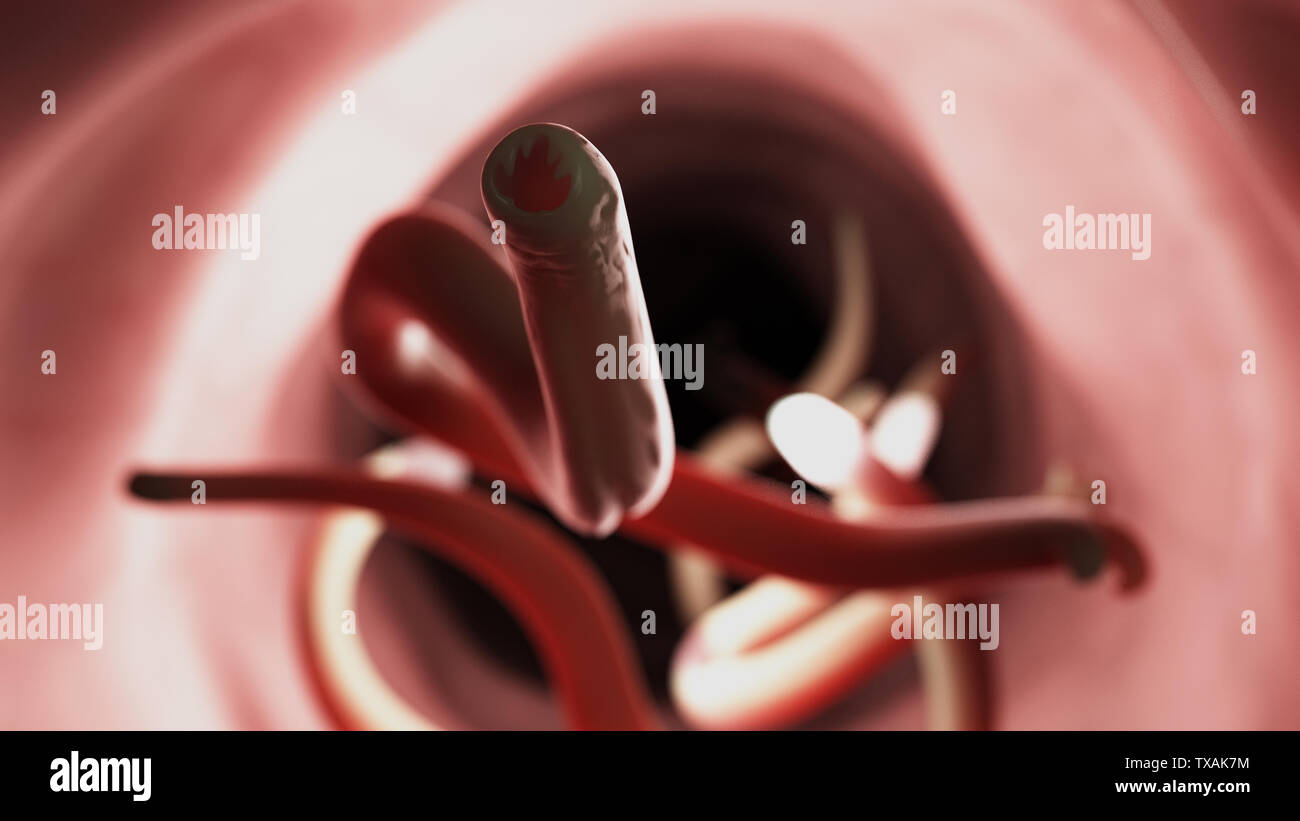Hookworm microscope hi-res stock photography and images - Alamy