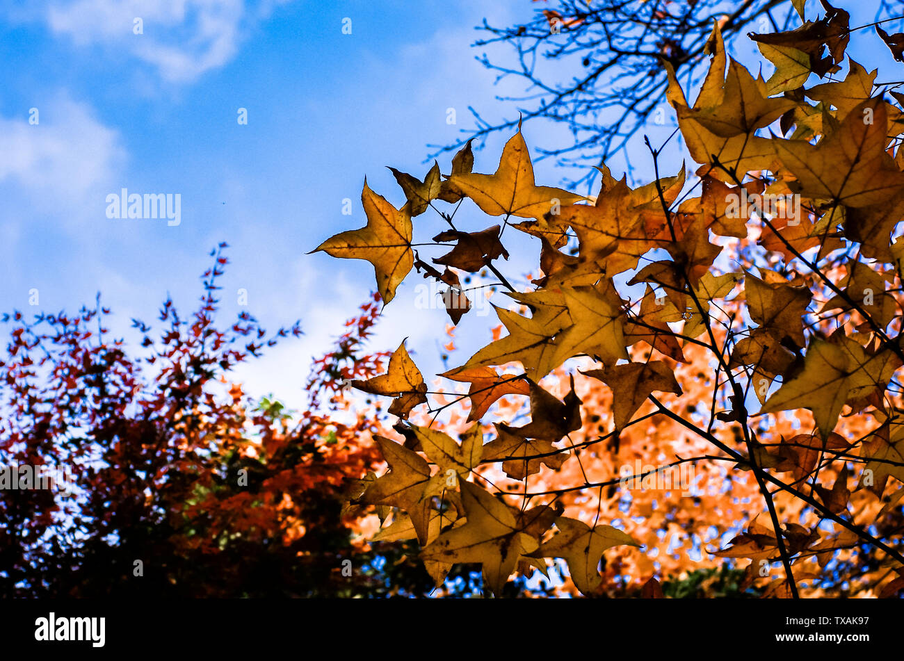 Autumn leaves in Tianping Mountain, Suzhou Stock Photo - Alamy