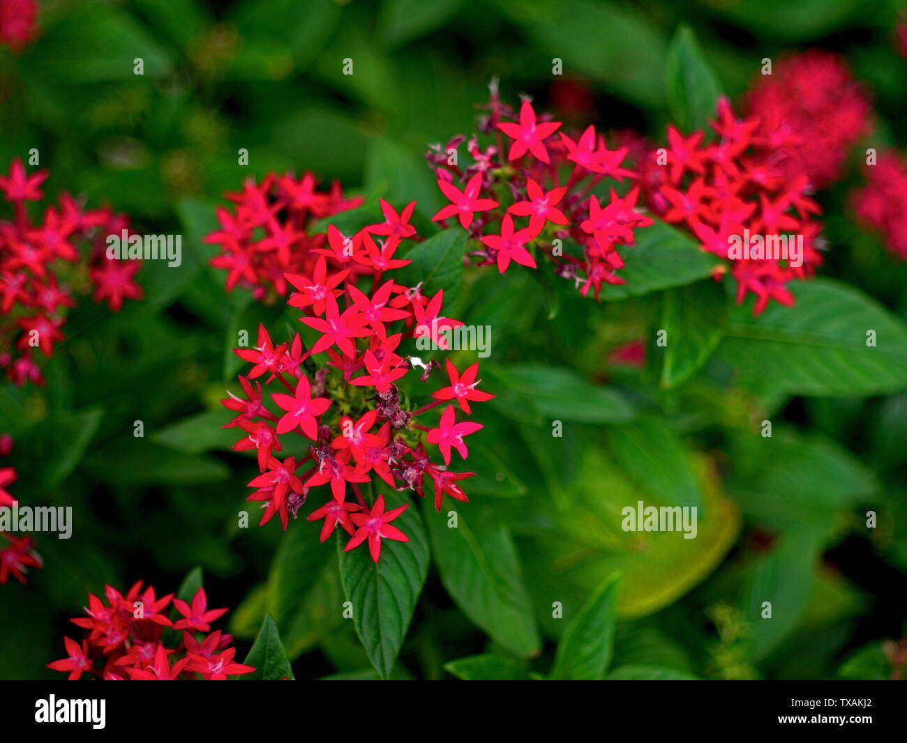 Five star flowers flowers and nature plants hi-res stock photography ...