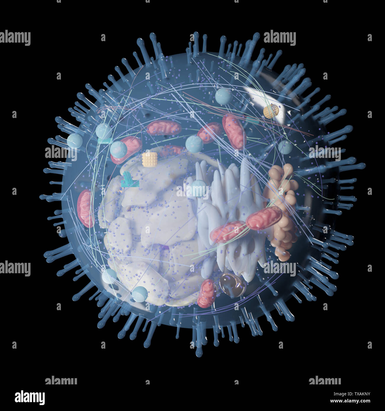 3d rendered medically accurate illustration of a human cell Stock Photo ...