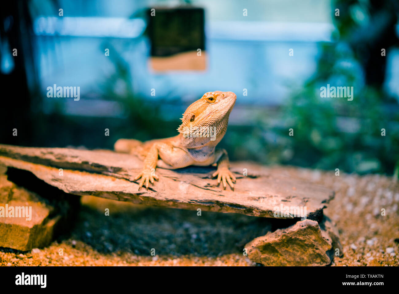 Shanghai nature museum and shanghai natural animals hi-res stock ...