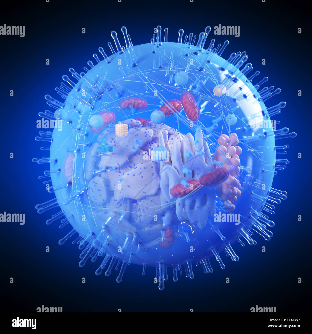 Cell membrane, artwork hi-res stock photography and images - Alamy