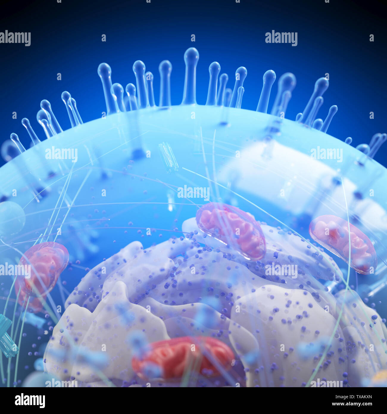3d rendered medically accurate illustration of a human cell Stock Photo ...