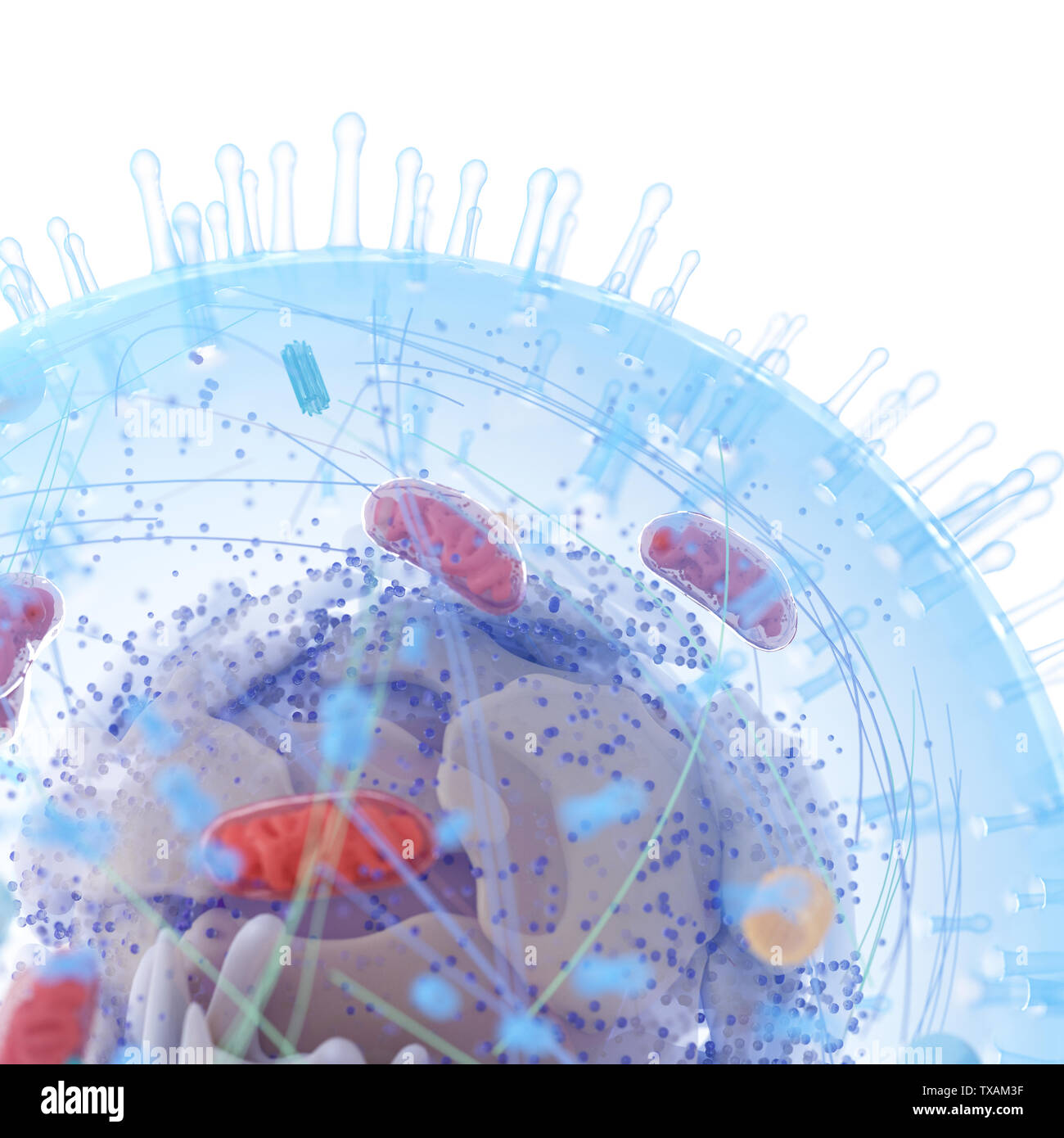 3d rendered medically accurate illustration of a human cell Stock Photo ...