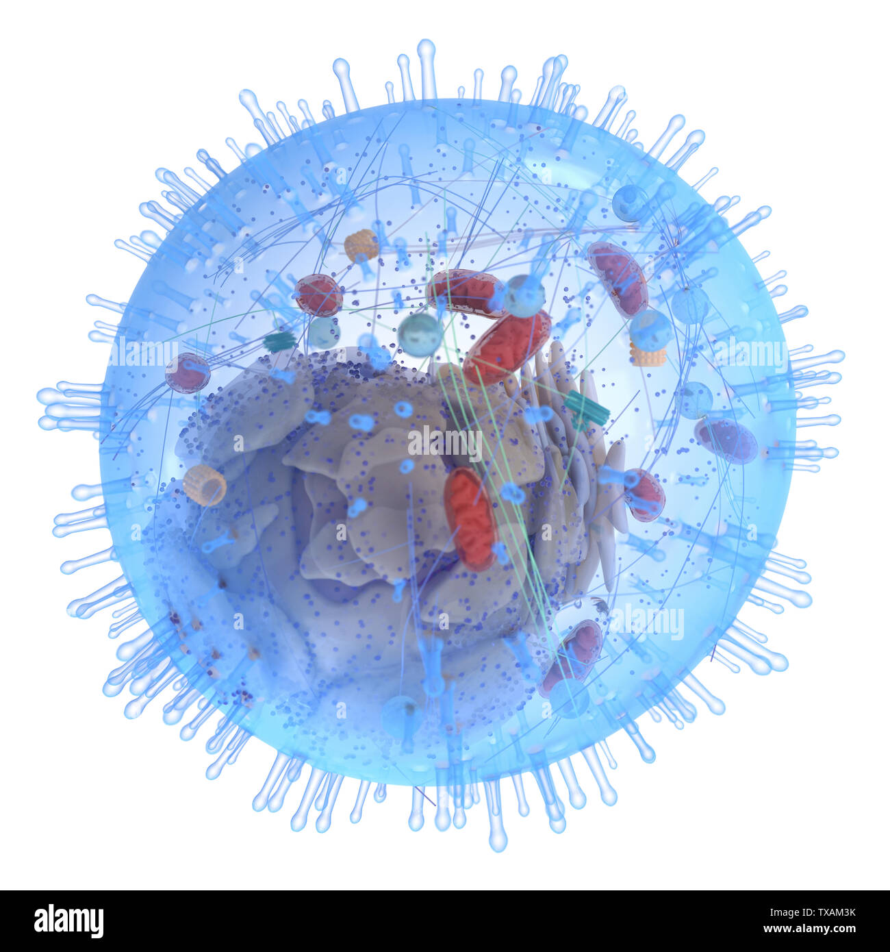 3d rendered medically accurate illustration of a human cell Stock Photo ...