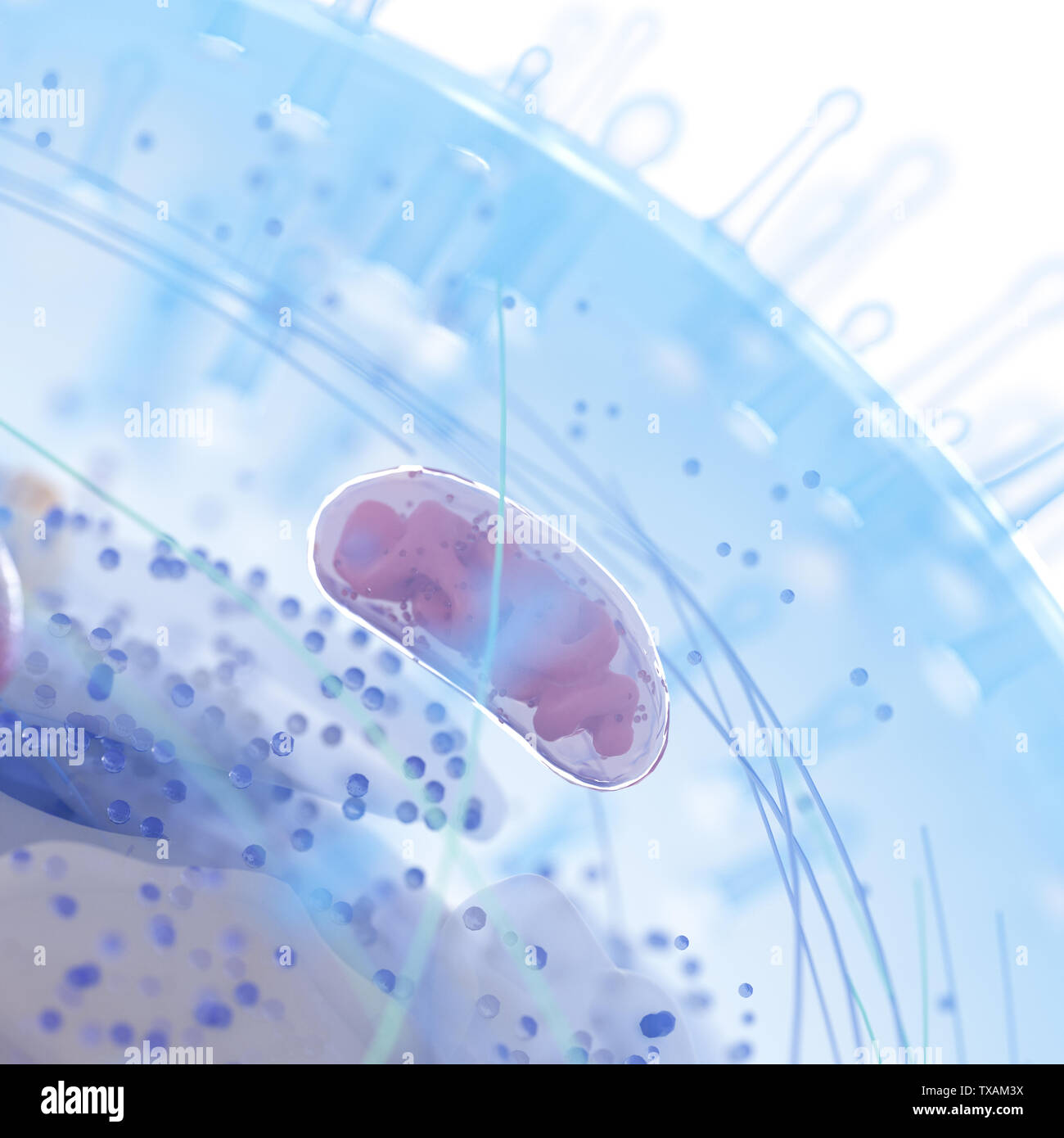 3d rendered medically accurate illustration of a human cell Stock Photo ...