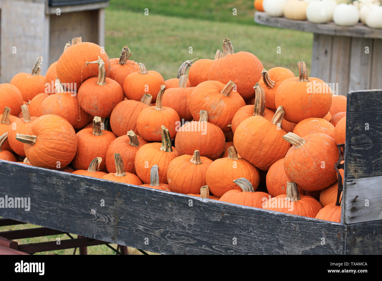 Heavily loaded cart with Pumpkins Stock Photo - Alamy