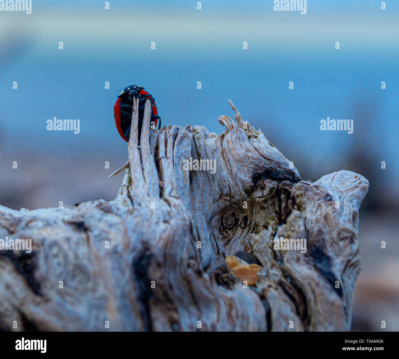 Ladybird on sand hi-res stock photography and images - Alamy