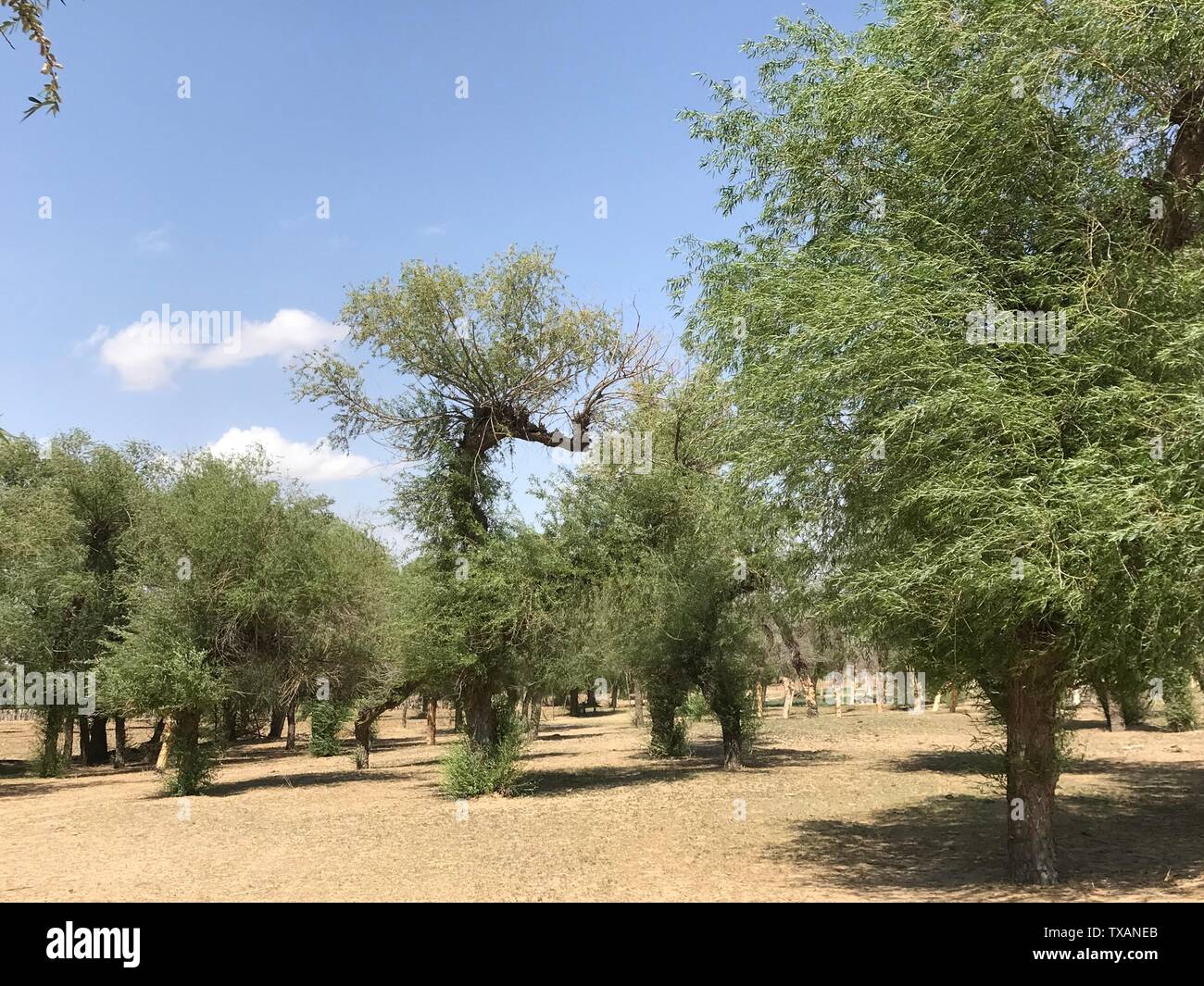 On the Gobi on the edge of the desert, there is a strange tree in ...