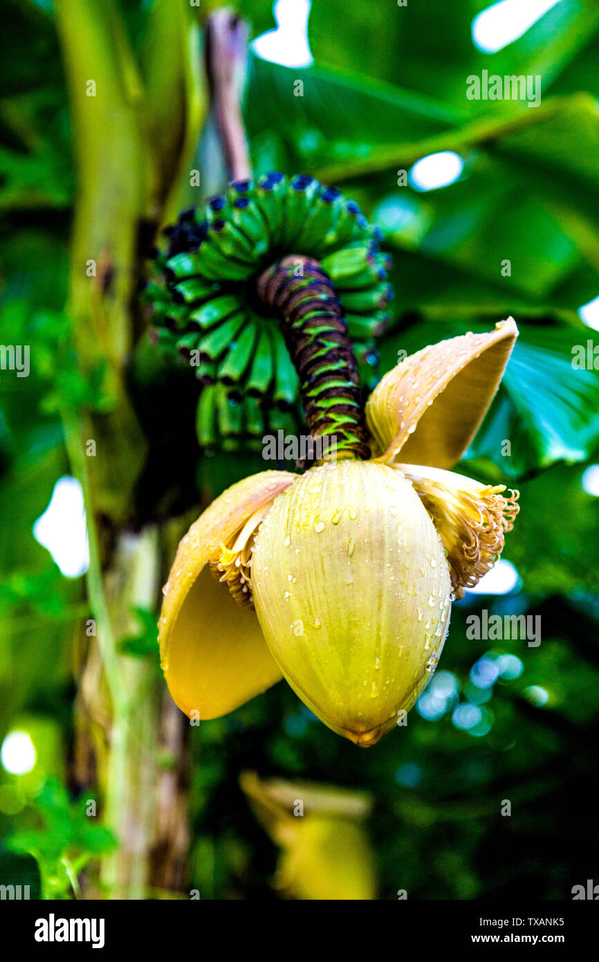 Yellow fruit banana plant hi-res stock photography and images - Alamy