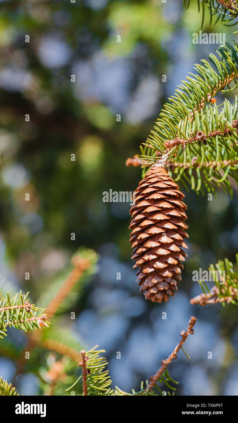 One conifer cone hanging off tree branch Stock Photo - Alamy