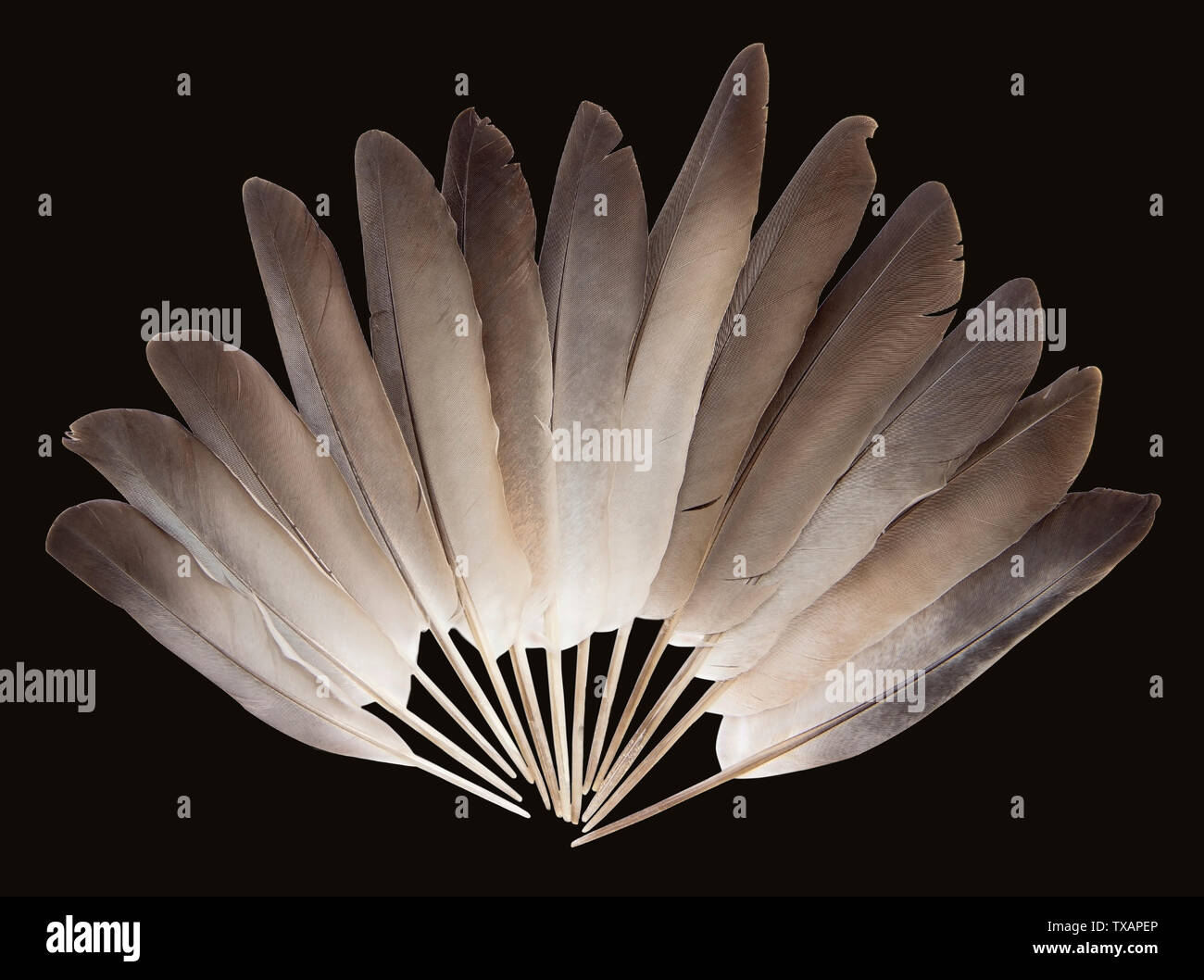 Pigeon feathers on black background Stock Photo - Alamy