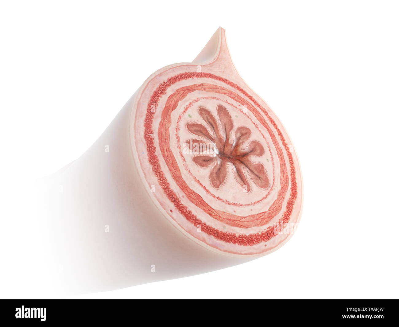 3d rendered medically accurate illustration of an intetine cross ...