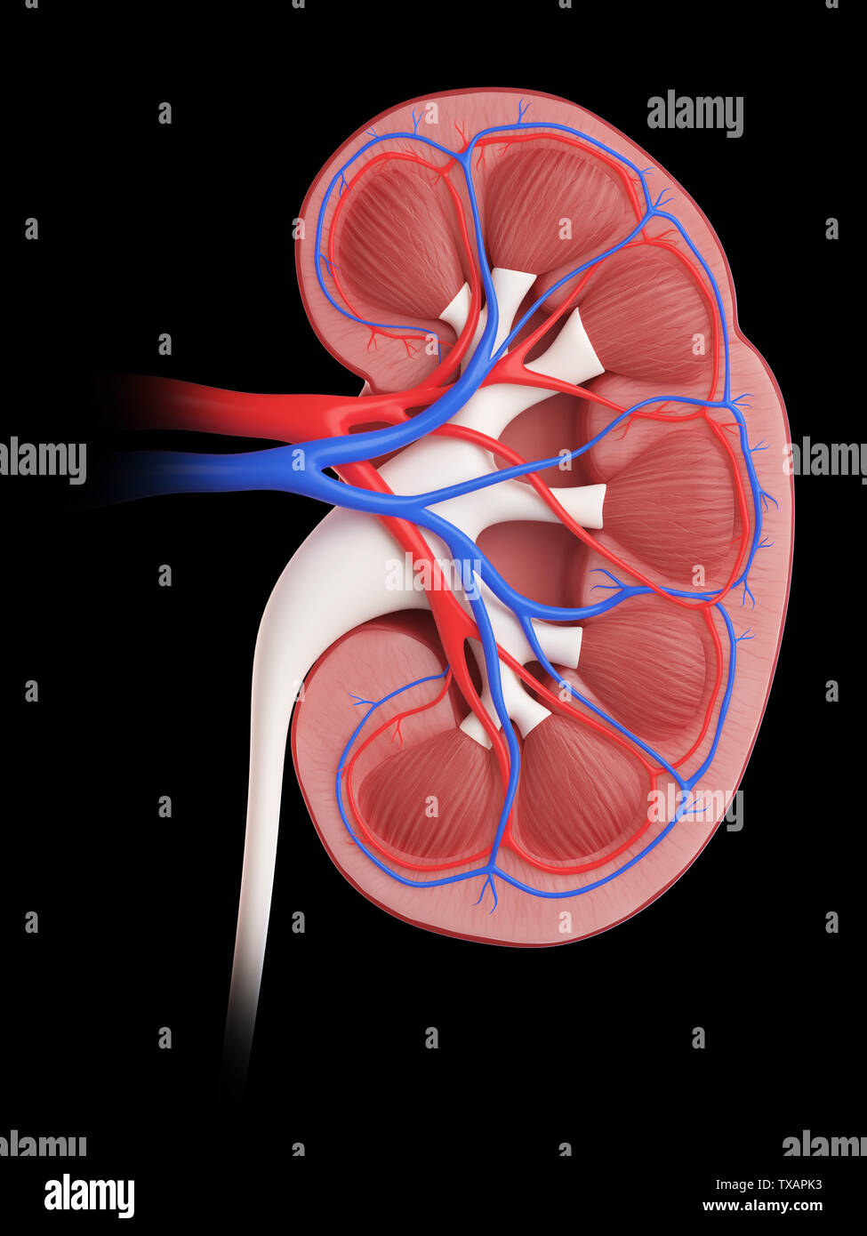 3d rendered, medically accurate illustration of a kidney cross-section ...