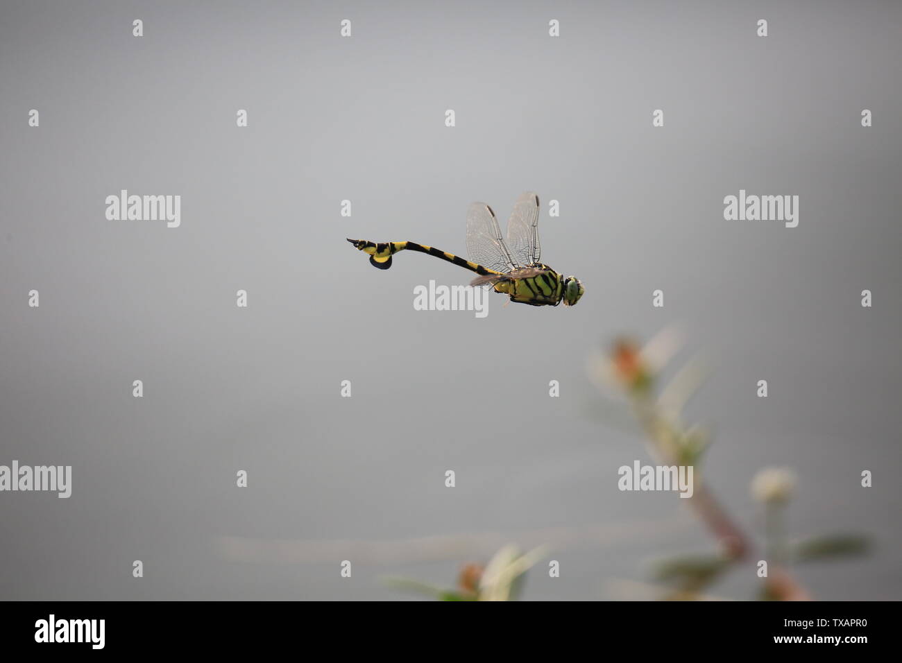 Flowers, birds, insects Stock Photo - Alamy