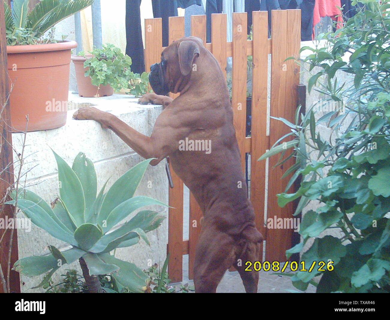 Old Boxer High Resolution Stock Photography and Images - Alamy