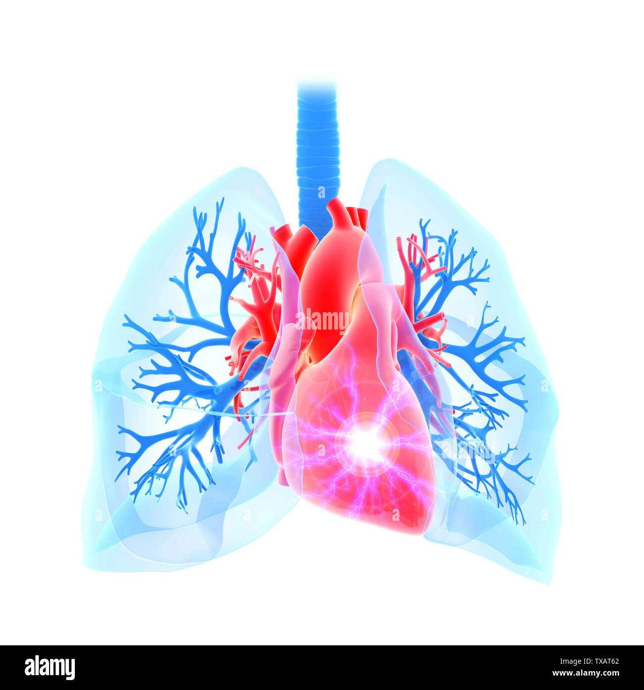 Pulmonary veins arteries hi-res stock photography and images - Alamy