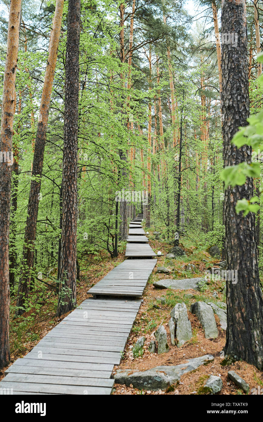 Path in the forest Stock Photo - Alamy